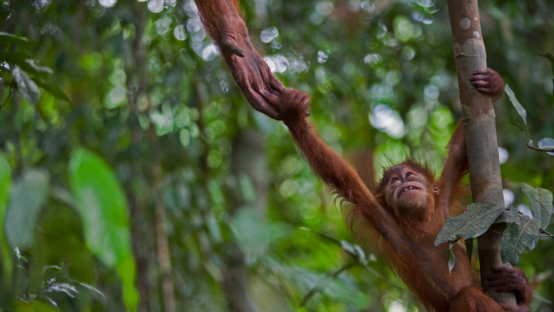 Curious Baby Orangutan — Bokeh Jungle HD Wallpaper | 1920x1080 ...