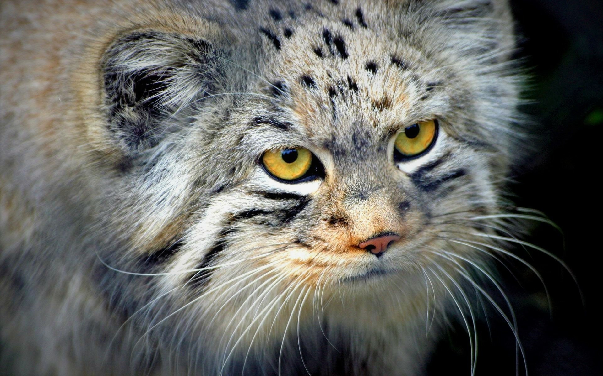 Download Face Animal Pallas's Cat HD Wallpaper