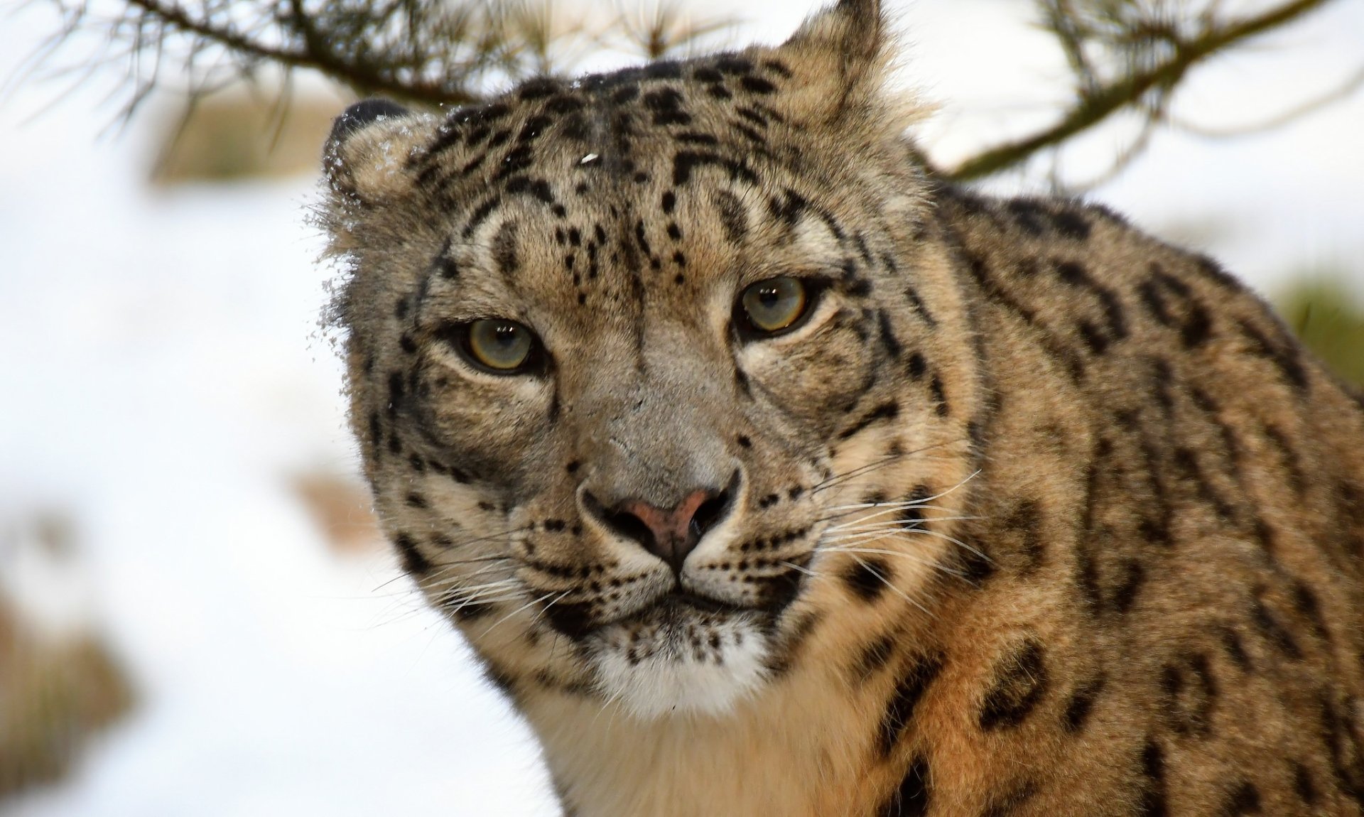 Snow Leopard Full View
