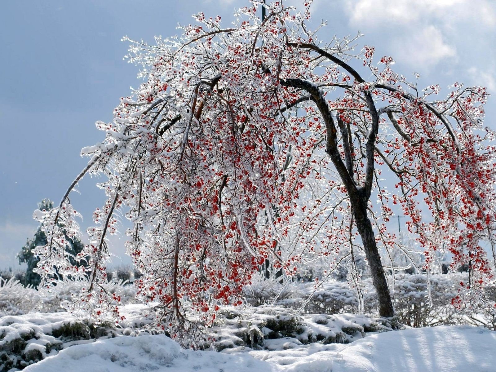 Download Snow Frozen Berry Tree Nature Winter Wallpaper