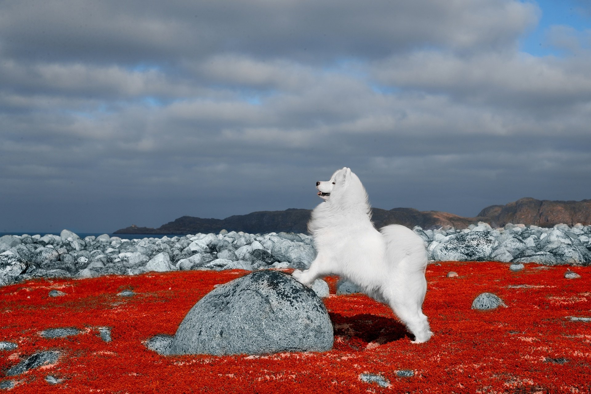 Samoyed Majesty: Stunning HD Wildlife Wallpaper