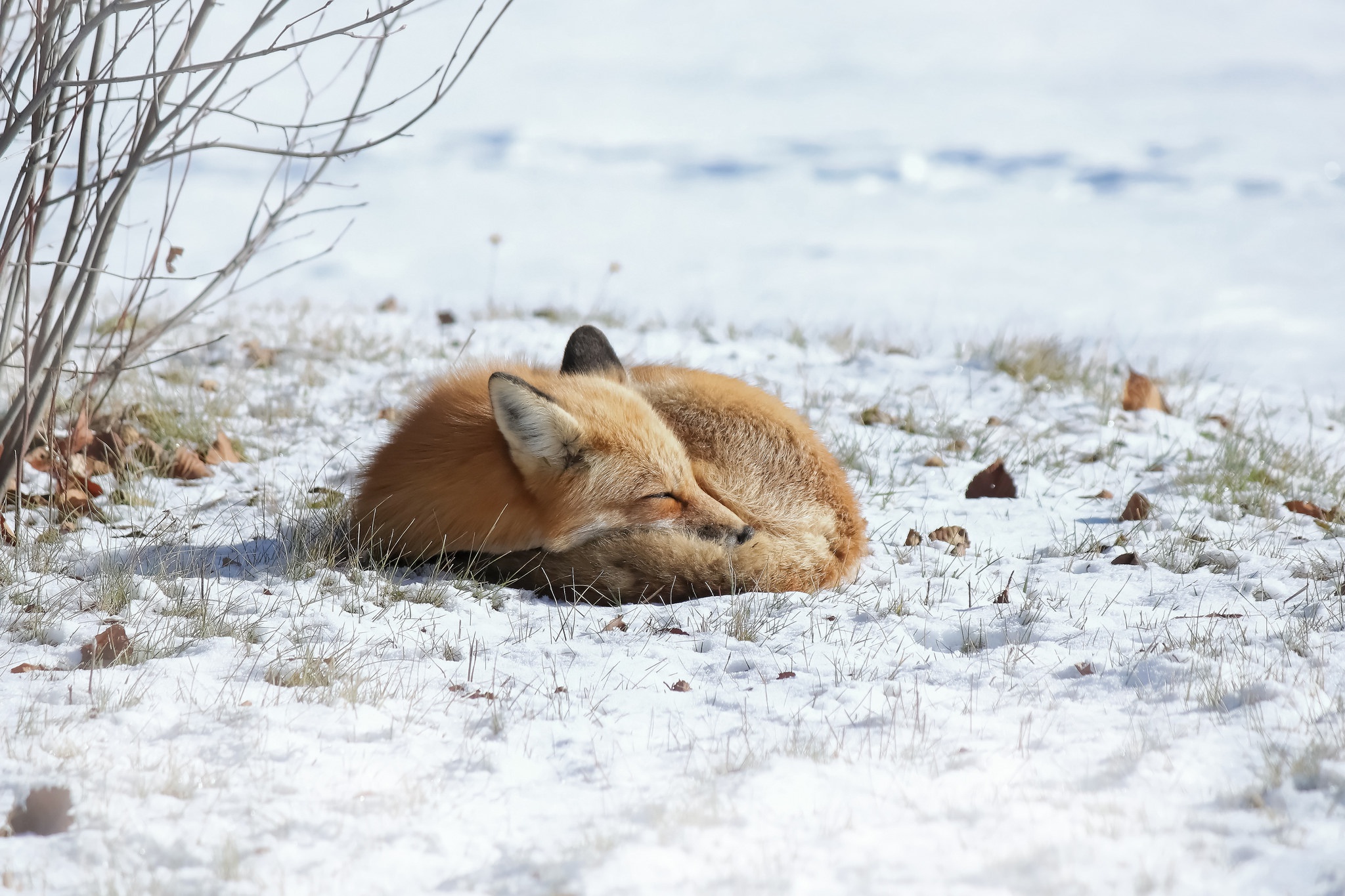 Download Sleeping Winter Animal Fox HD Wallpaper