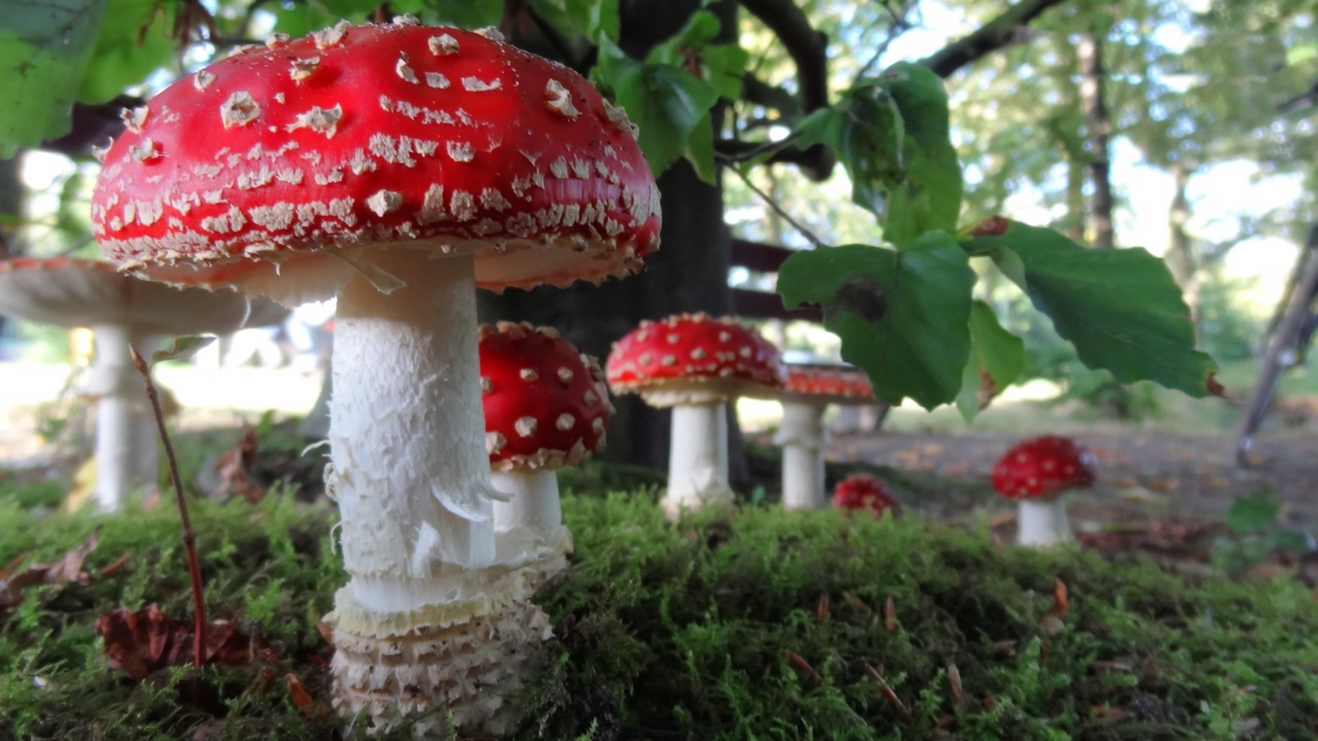 Download Macro Fall Nature Mushroom HD Wallpaper | 2309x1299 ...