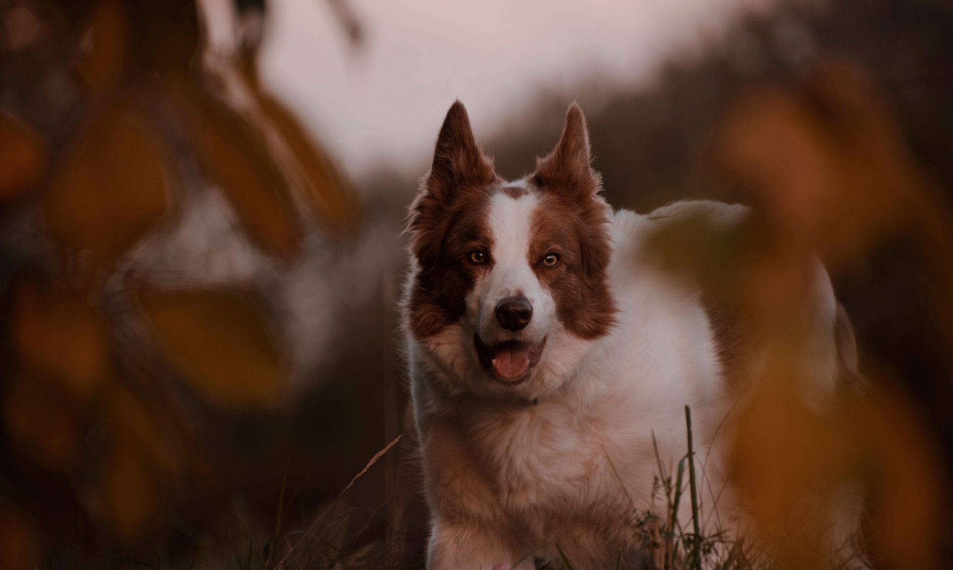 Download Dog Animal Border Collie 4k Ultra HD Wallpaper