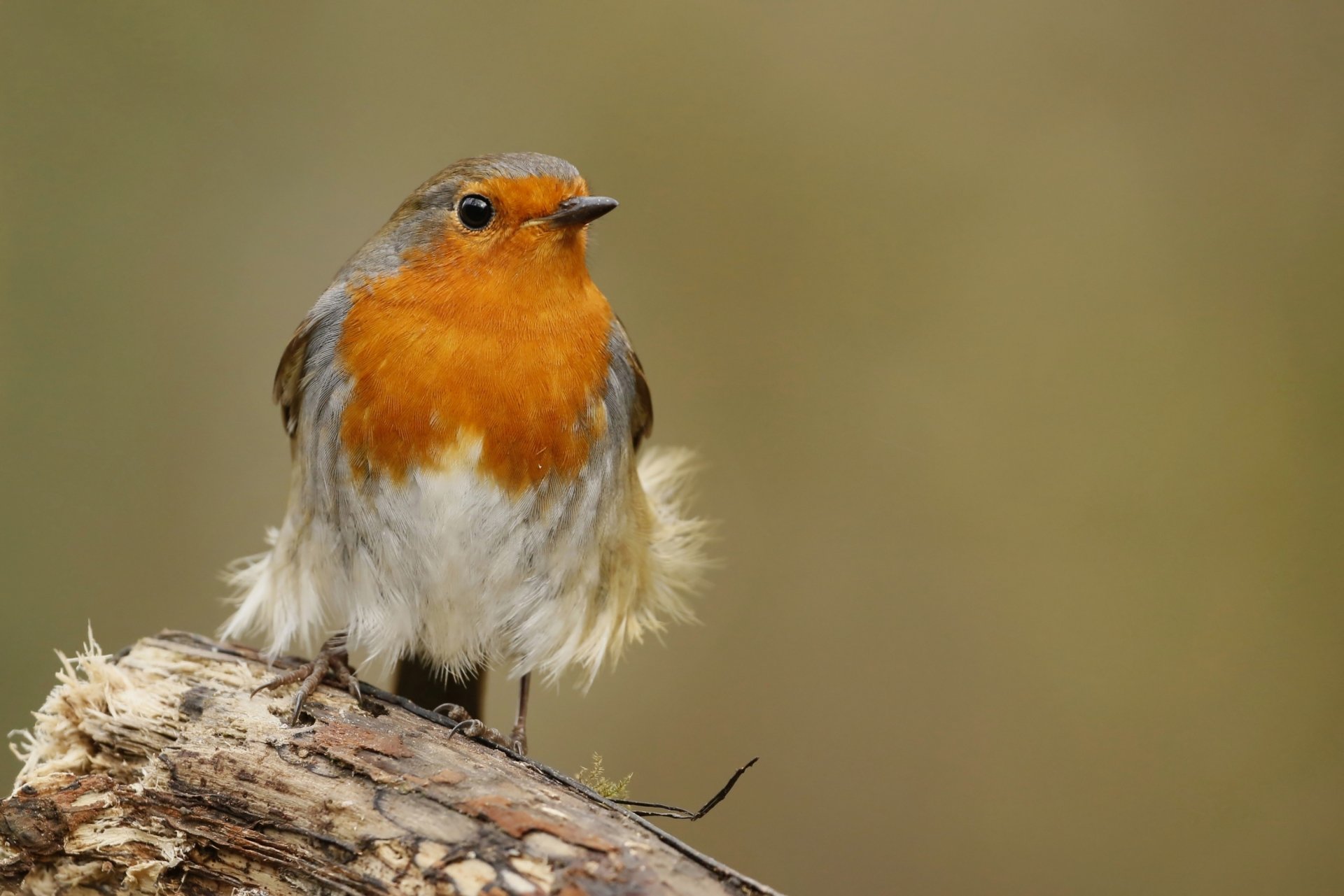 Download Bird Animal Robin HD Wallpaper