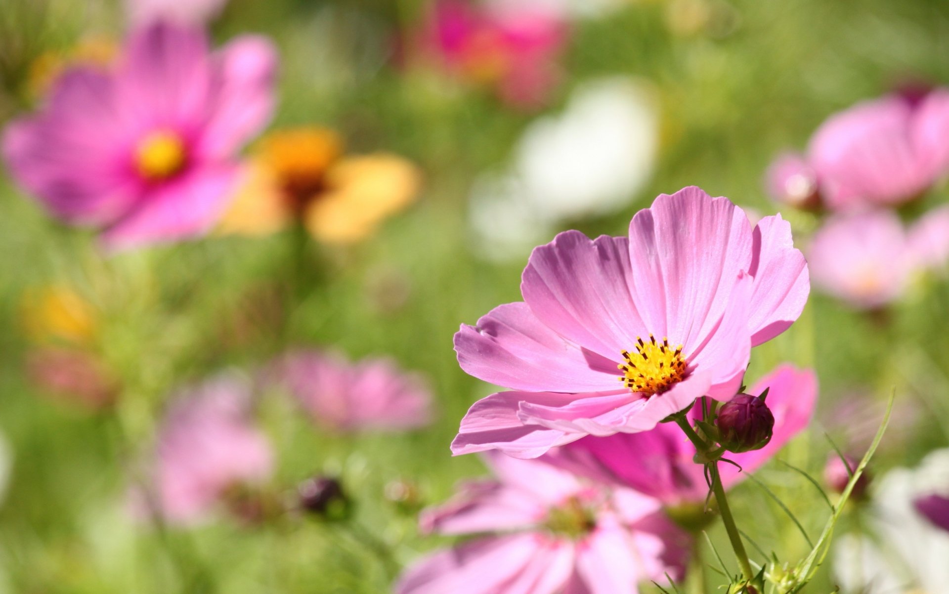 Download Pink Flower Flower Nature Cosmos (Plant) HD Wallpaper
