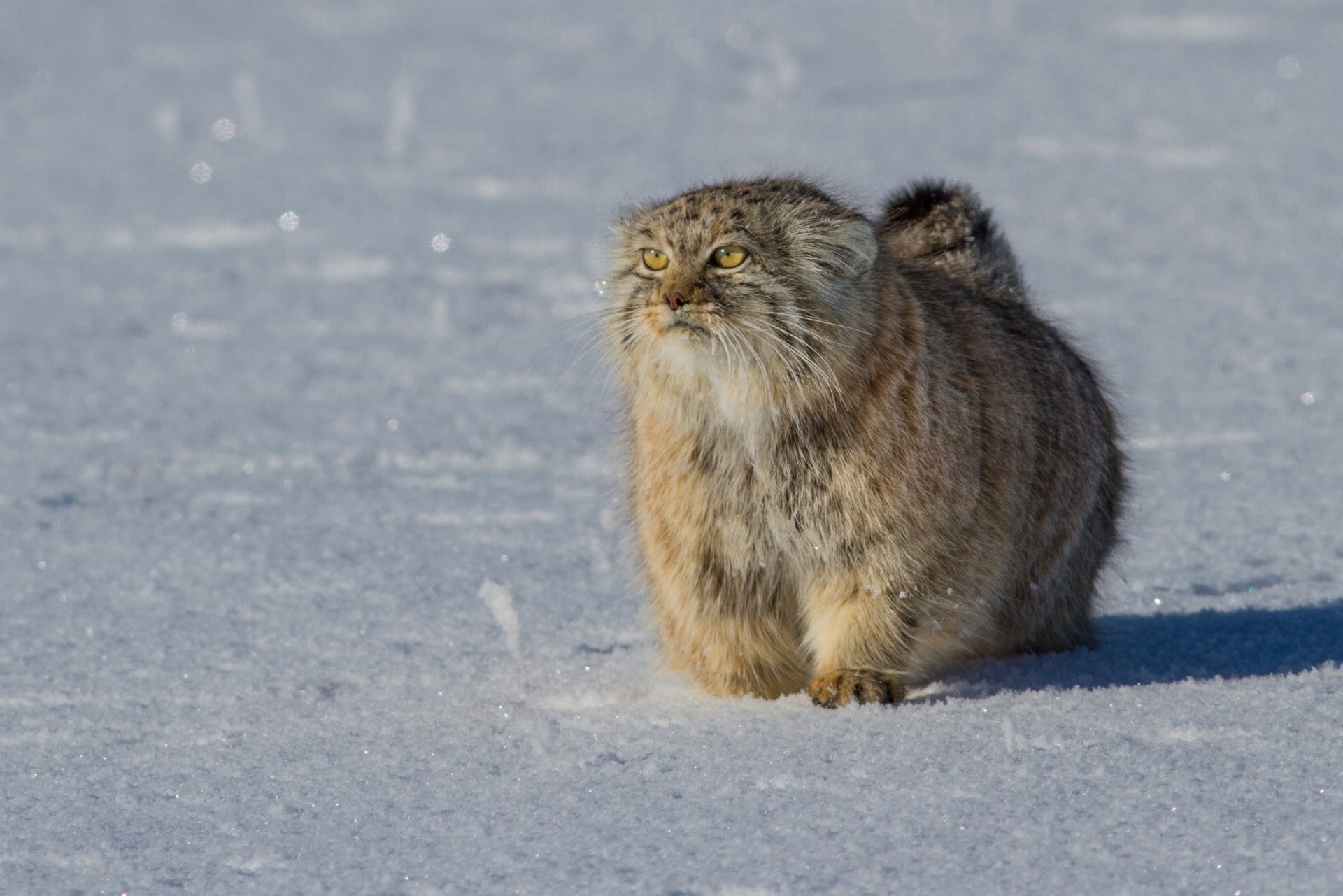 Download Cat Animal Pallas's Cat HD Wallpaper