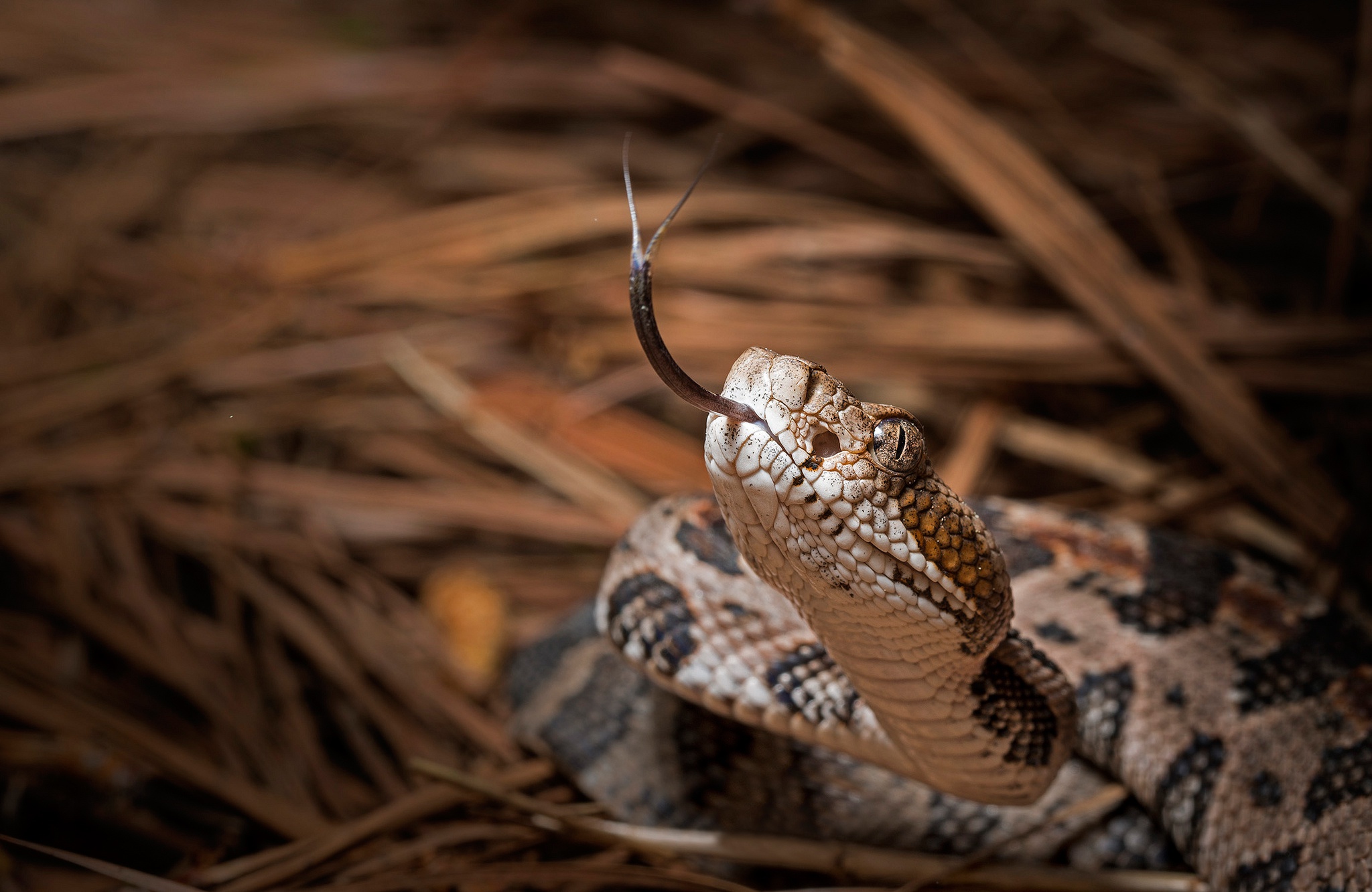 Rattlesnake HD Wallpaper