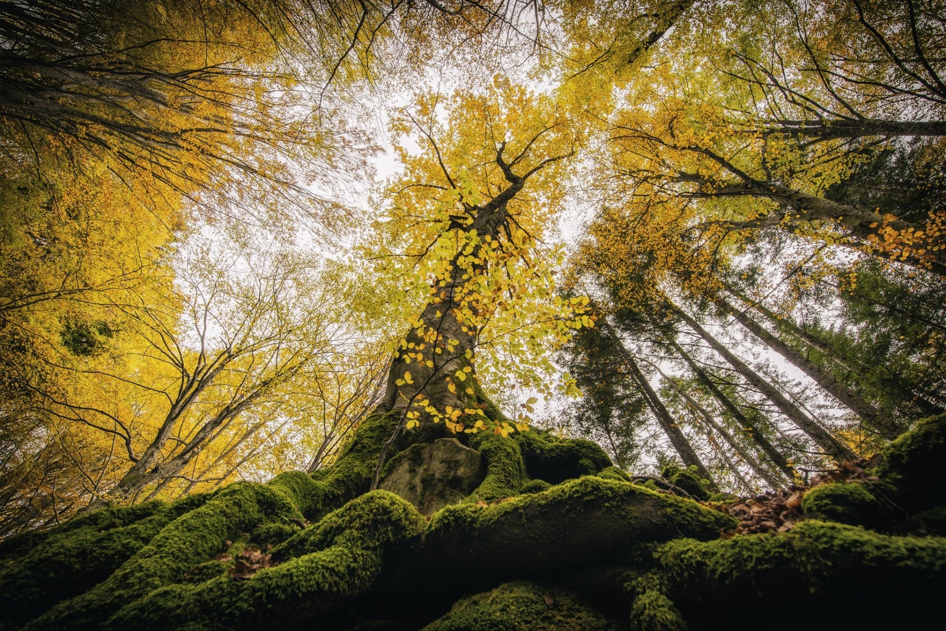 Download Fall Moss Treetops Nature Tree HD Wallpaper | 2048x1367 ...