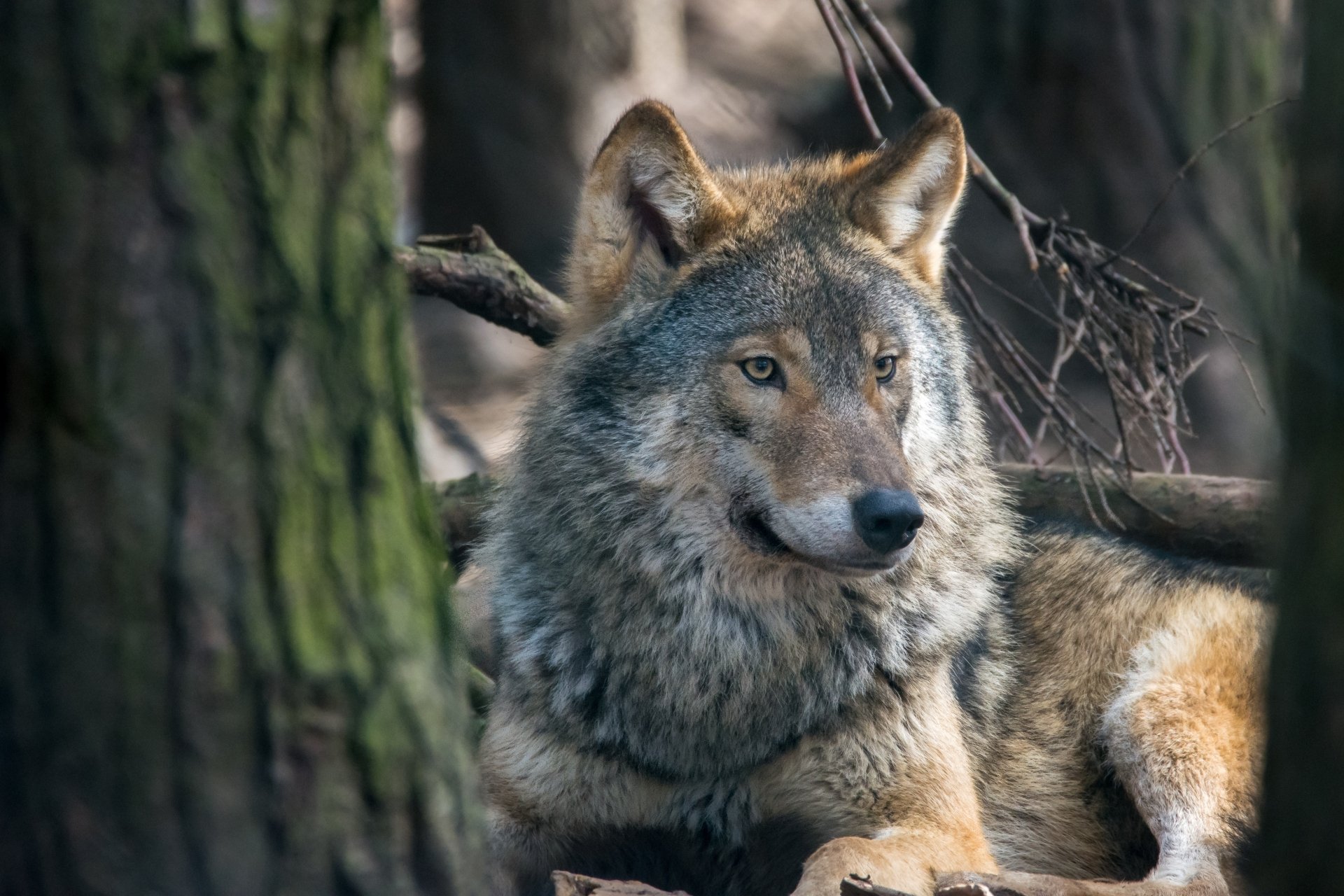 Majestic Wolf in 4K Ultra HD: Nature’s Noble Guardian