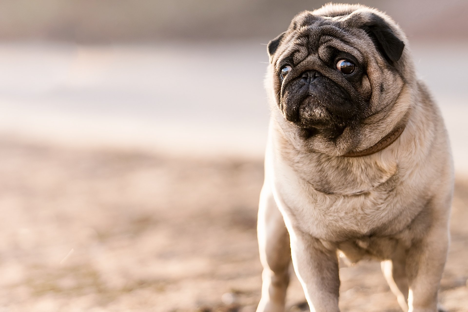 Charming Pug in Soft Focus – HD Animal Wallpaper