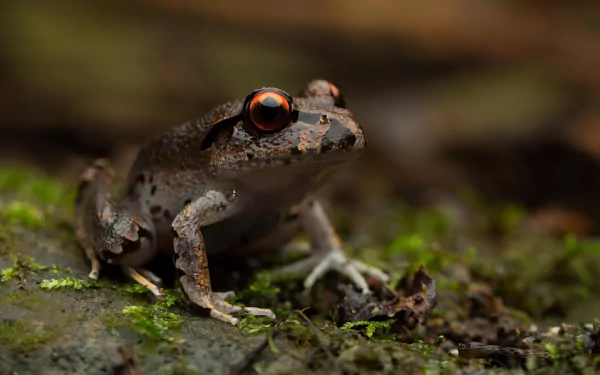 Download Close-up Amphibian Animal Frog 4k Ultra HD Wallpaper