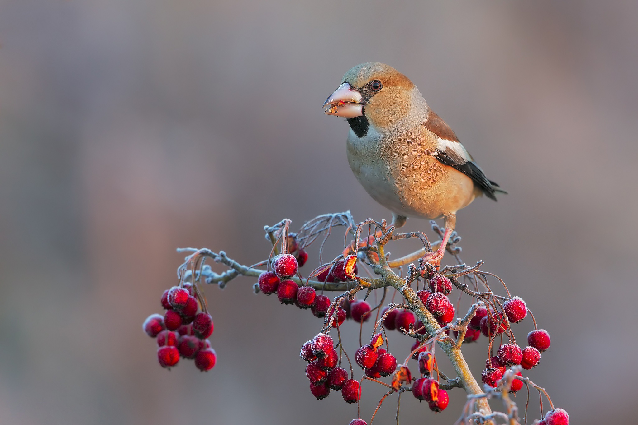 Hawfinch Delight: Vibrant Berry Feast in HD Wildlife Wallpaper