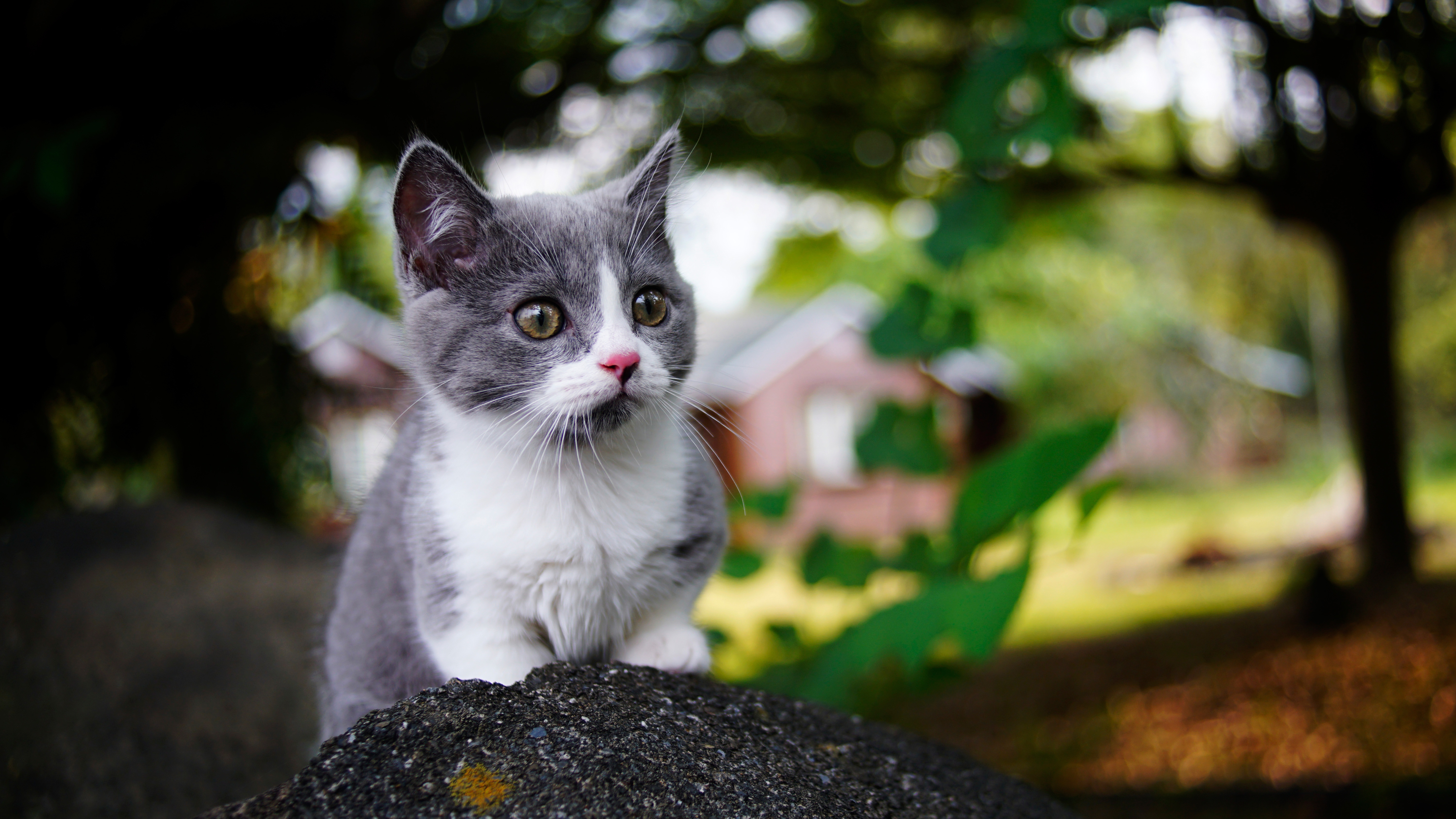 Download Depth Of Field Animal Cat 4k Ultra HD Wallpaper