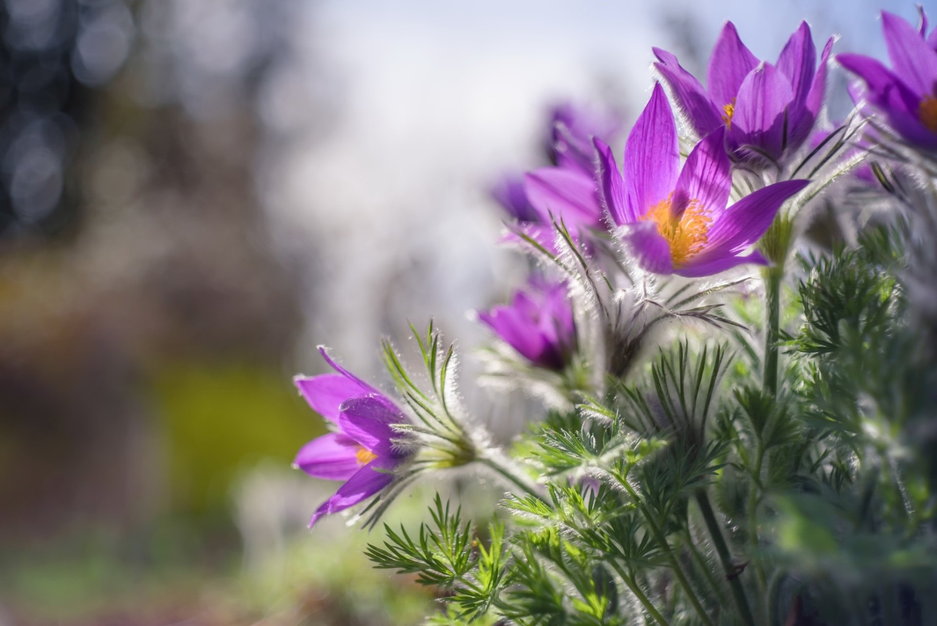 Download Depth Of Field Purple Flower Nature Flower HD Wallpaper ...