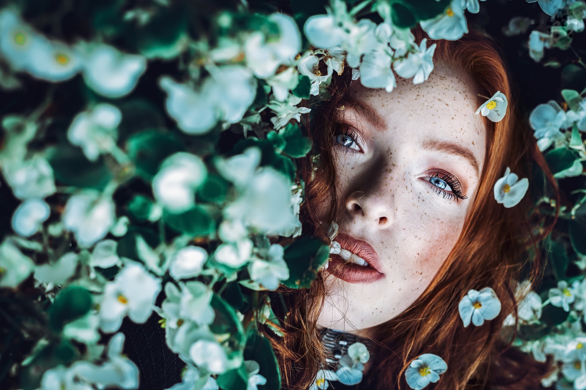 Download Freckles White Flower Redhead Blue Eyes Model Woman Face Hd
