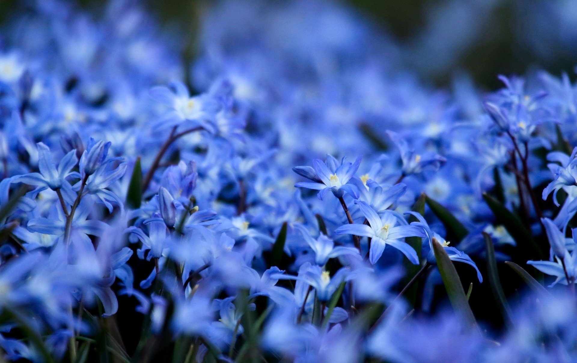 Download Blue Flower Macro Nature Flower HD Wallpaper