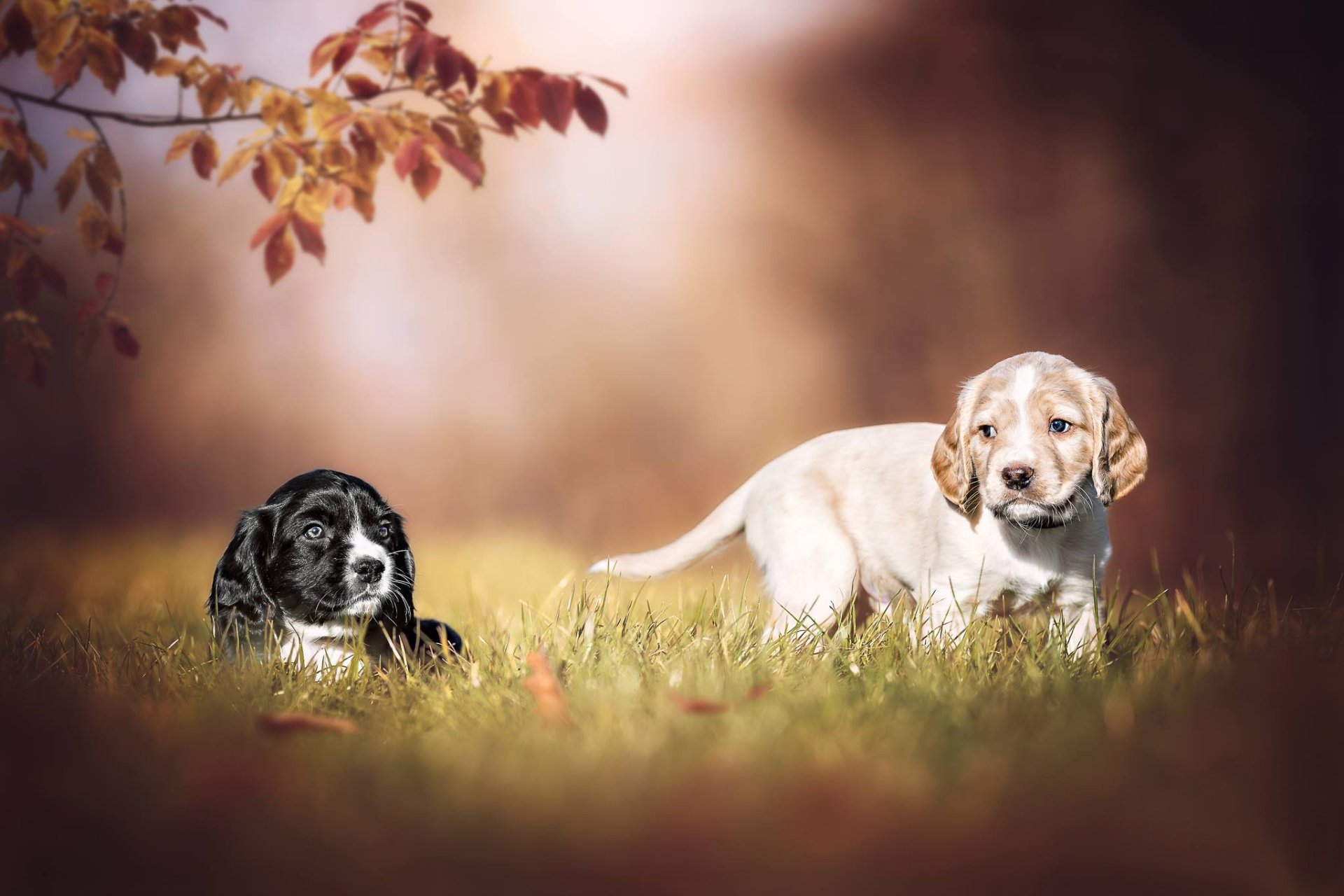 Download Depth Of Field Baby Animal Dog Animal Puppy HD Wallpaper