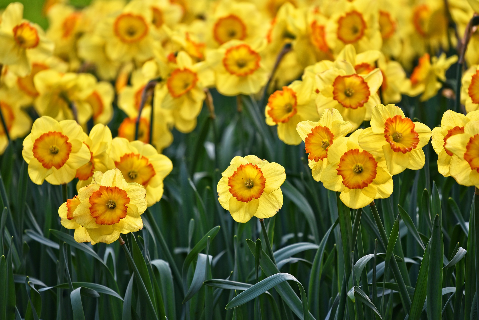 Vibrant Daffodil Bliss HD Wallpaper by QuantumCurator