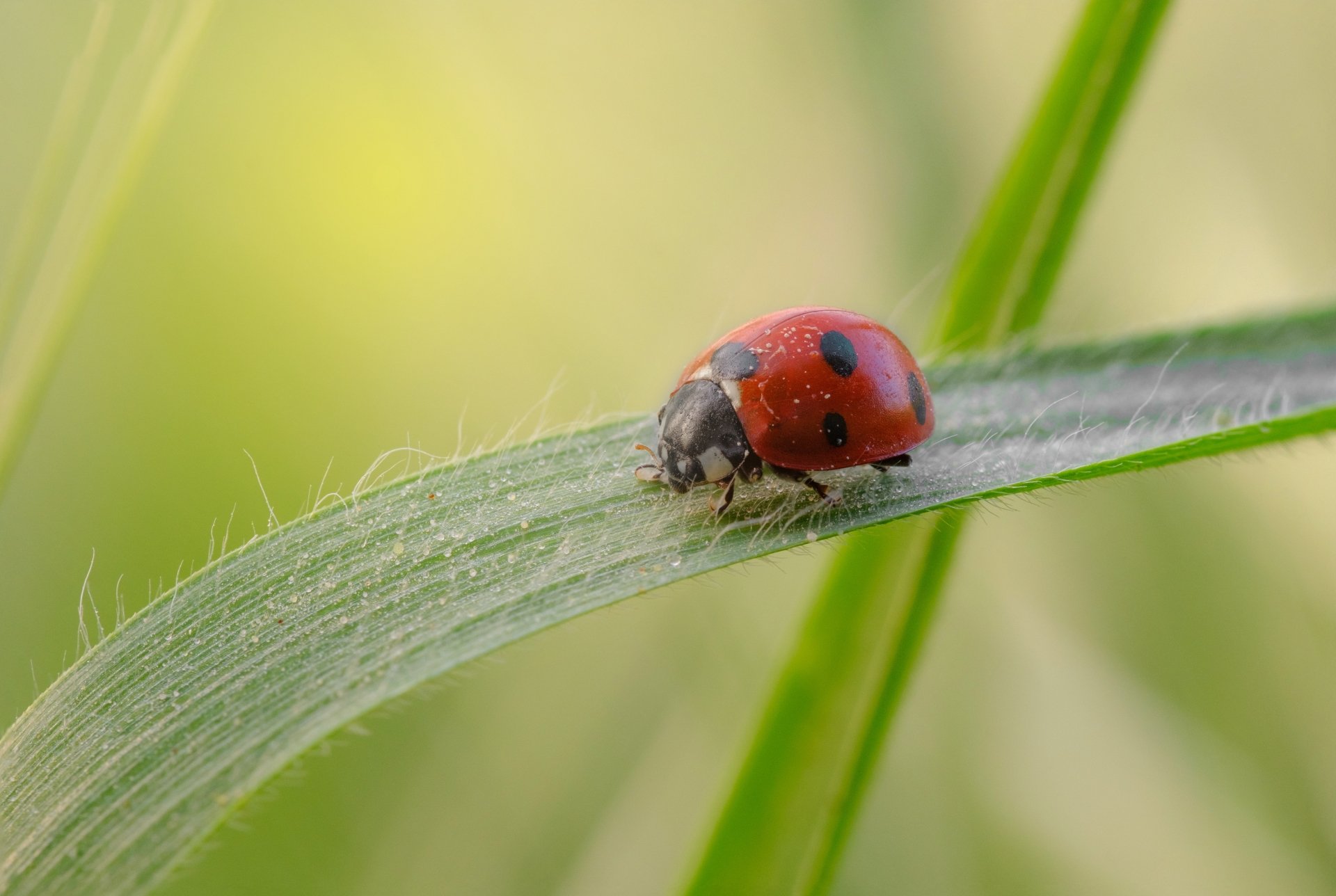 Ladybug 4k Ultra HD Wallpaper