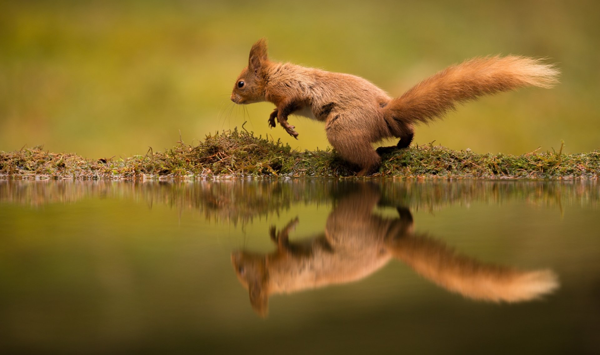 Squirrel 4k Ultra HD Wallpaper