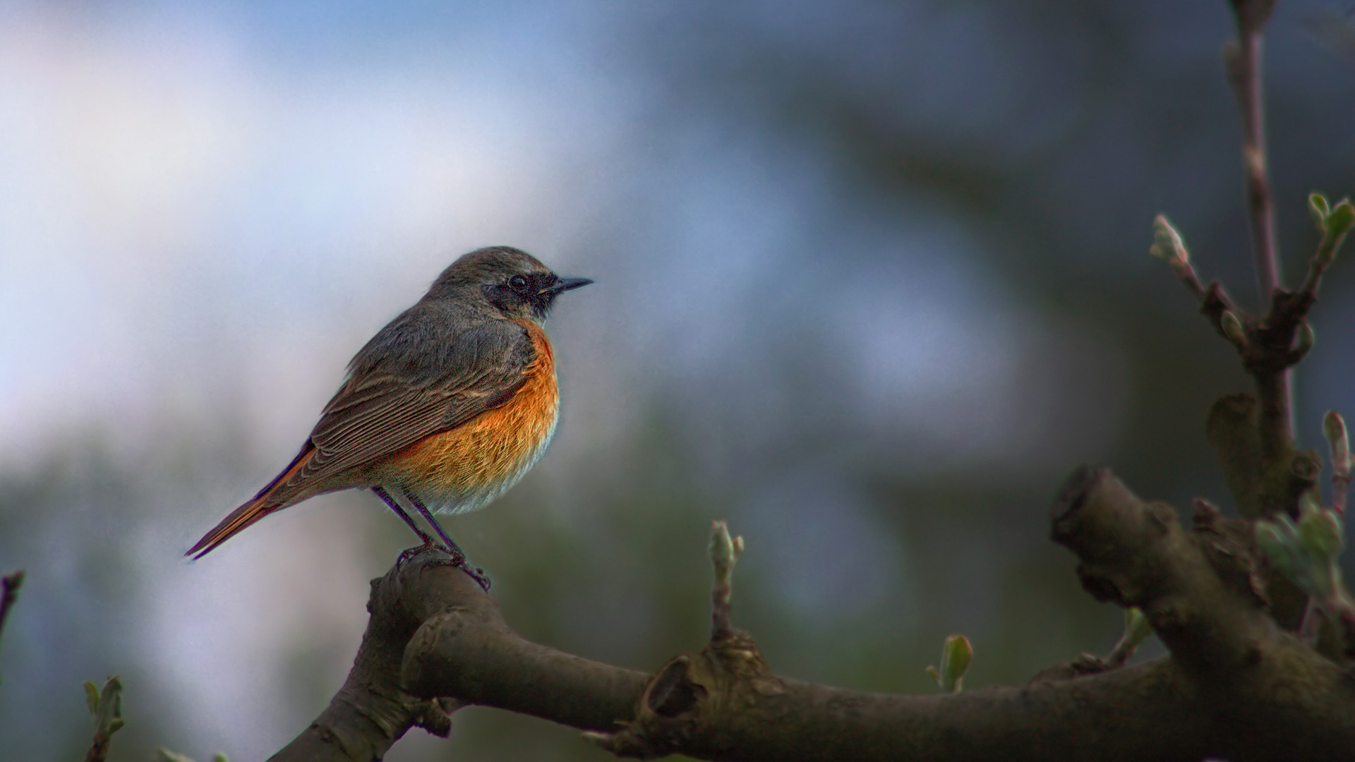 Download Common Redstart Branch Cute Bird Animal Redstart HD Wallpaper ...