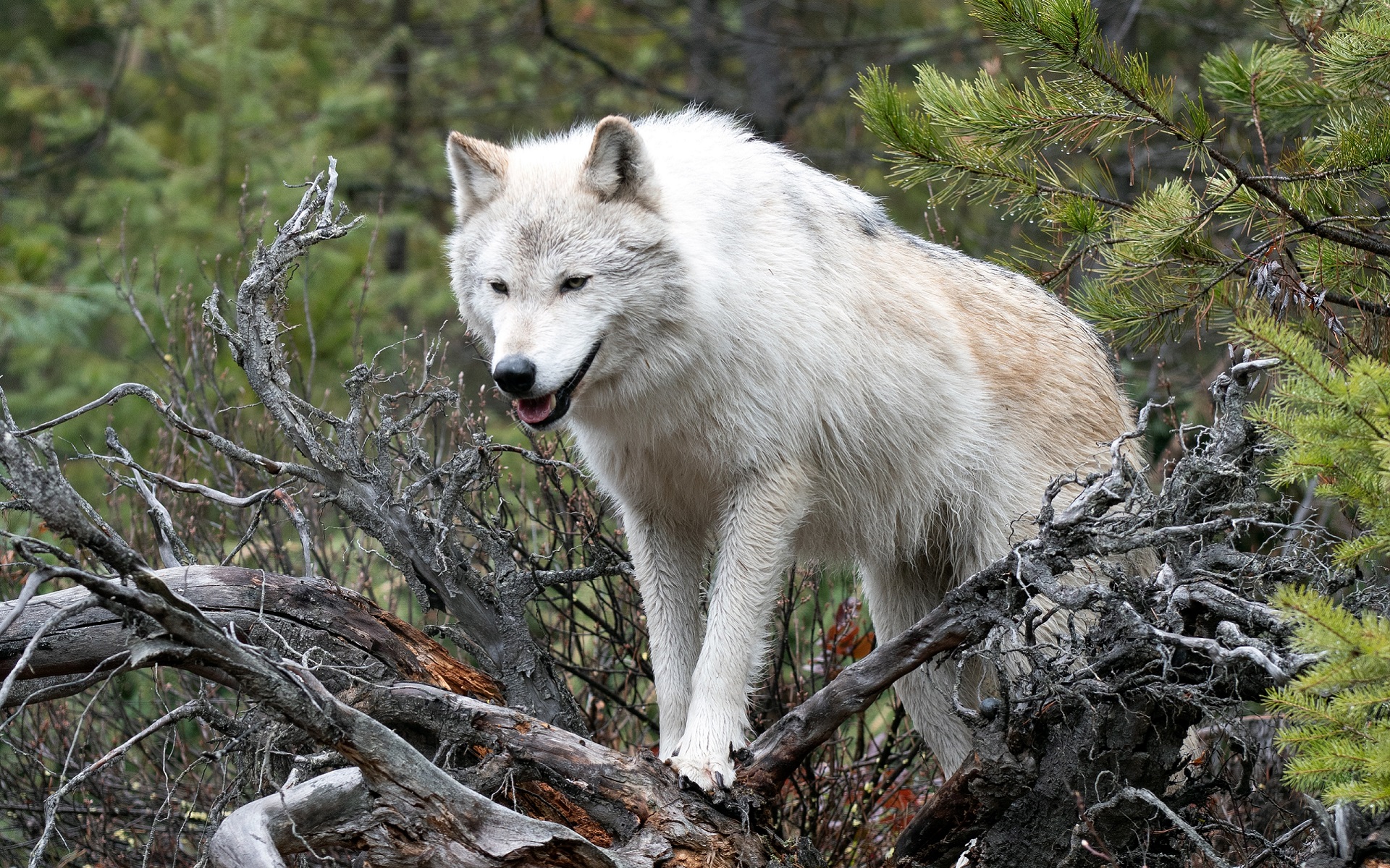 Download Animal Wolf HD Wallpaper by jimbo4444