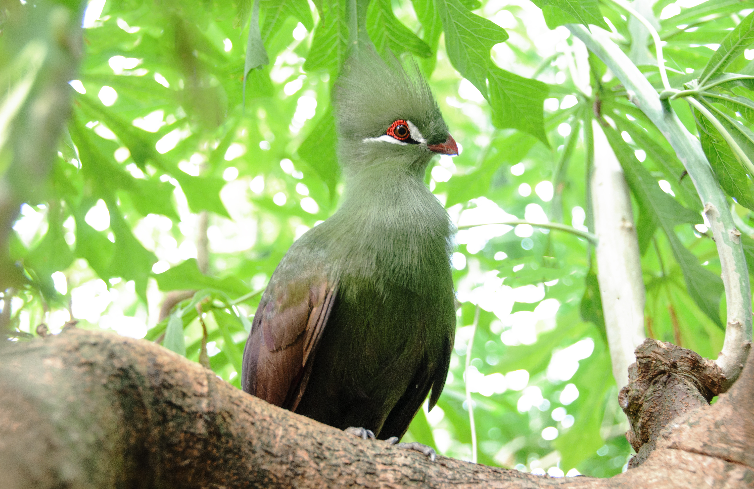 Download Bird Animal Turaco HD Wallpaper