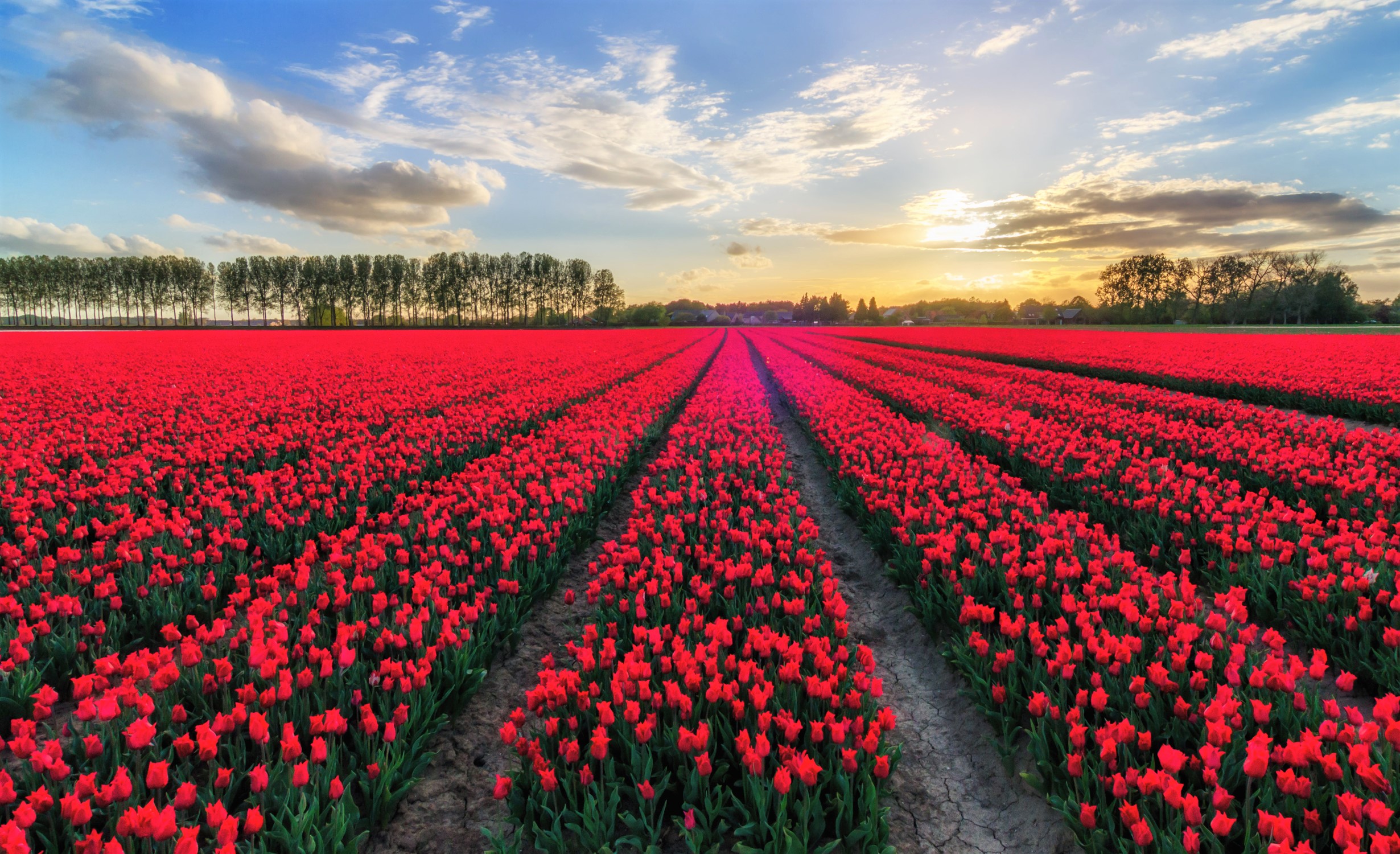 Download Red Flower Field Flower Nature Tulip HD Wallpaper