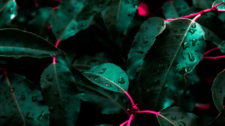 Leaf - Desktop Wallpapers, Phone Wallpaper, PFP, Gifs, and More!