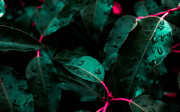 [700+] Leaf 4k Wallpapers