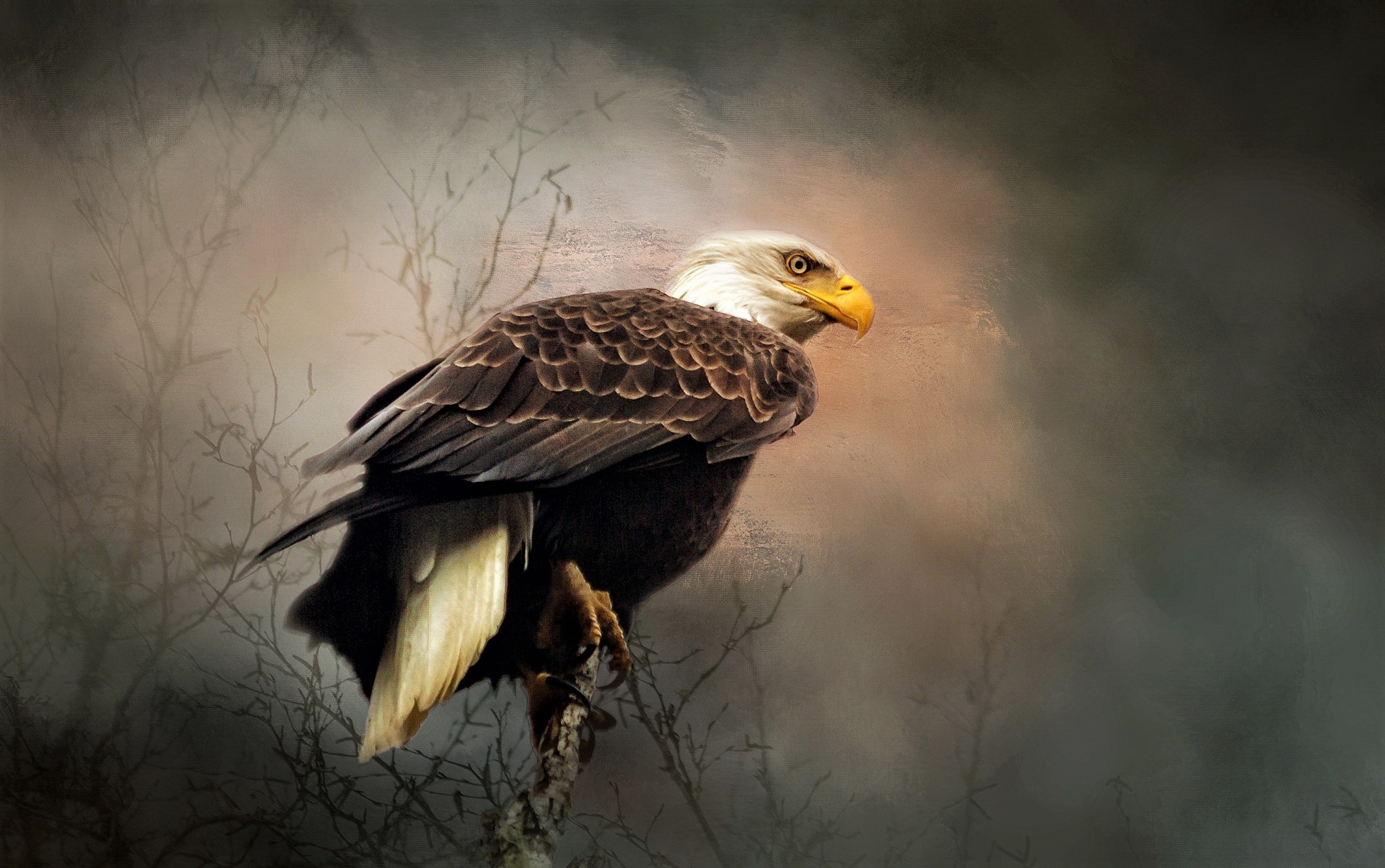 Download Bird Of Prey Eagle Bird Painting Animal Bald Eagle HD Wallpaper