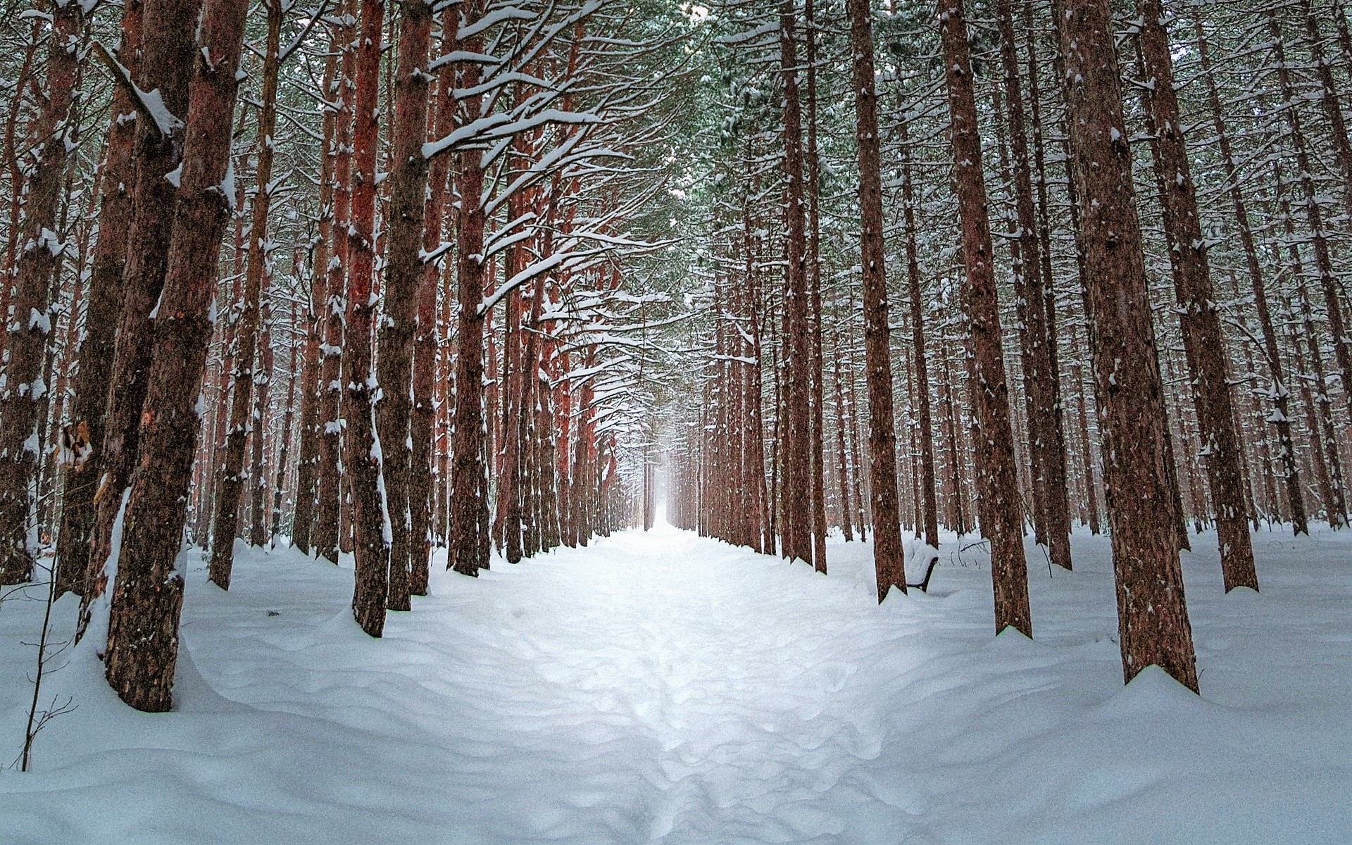 Download Snow Winter Forest Nature Path HD Wallpaper