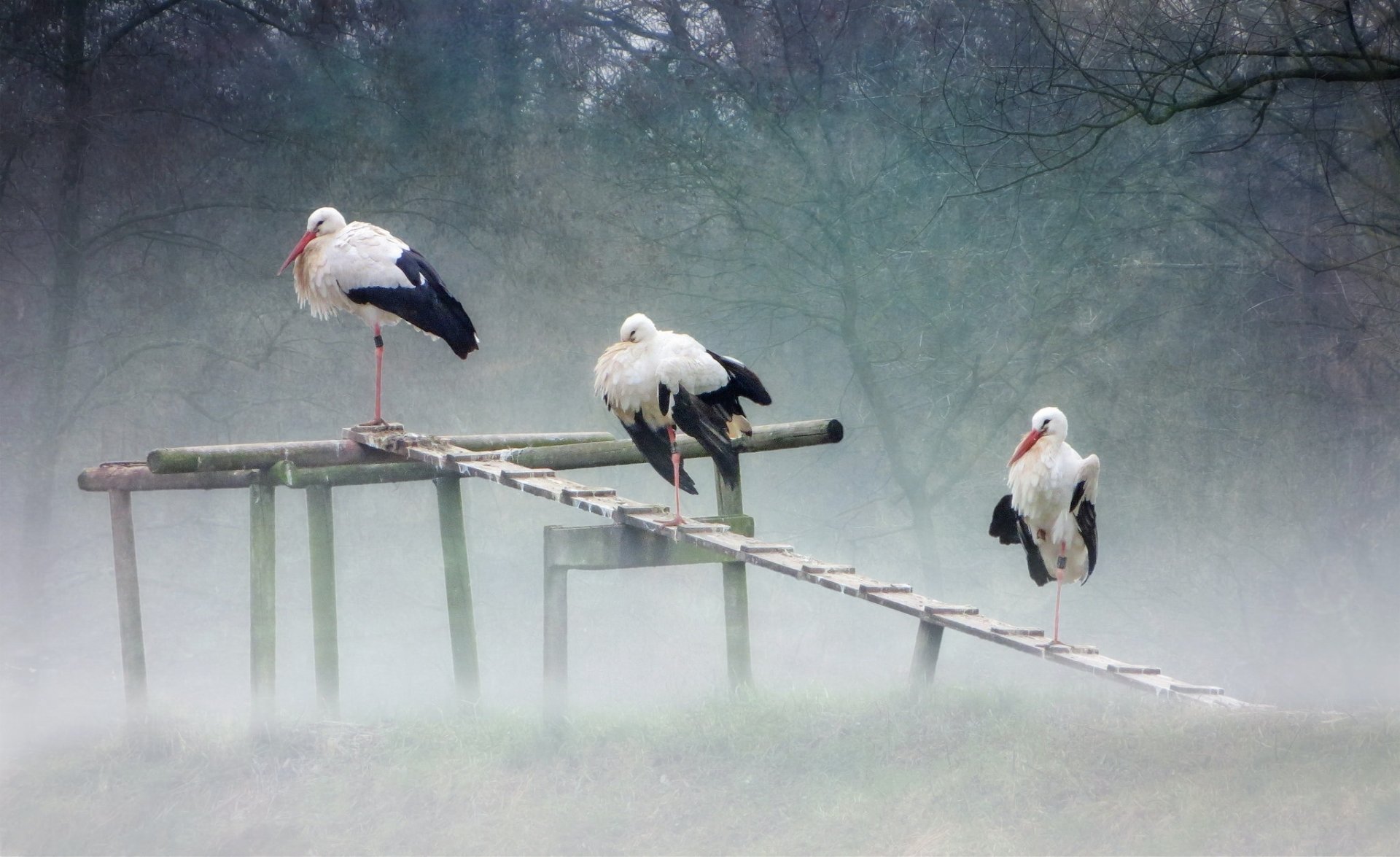 Download Bird Animal White Stork HD Wallpaper