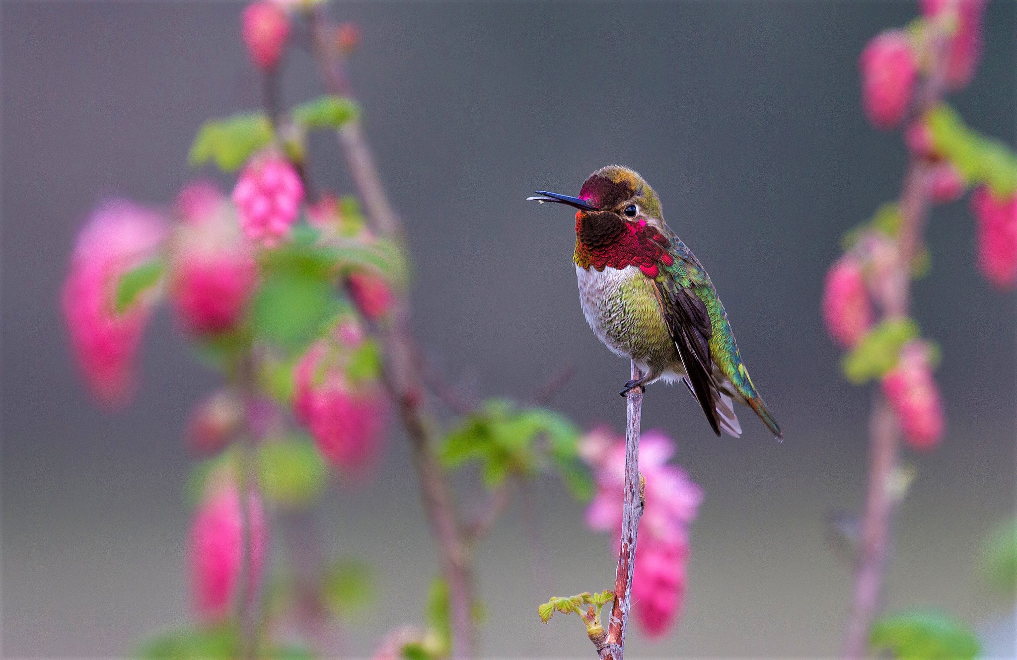 Download Flower Colorful Colors Bird Animal Hummingbird HD Wallpaper