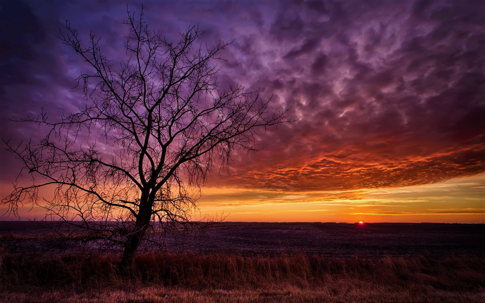 Download Tree Colorful Purple Sky Nature Sunset HD Wallpaper
