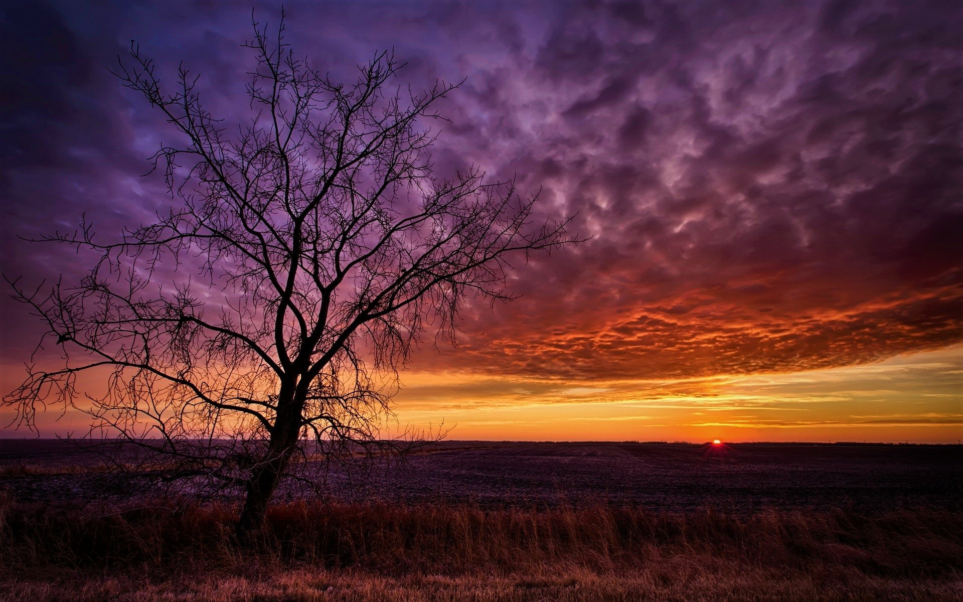 Download Tree Colorful Purple Sky Nature Sunset HD Wallpaper