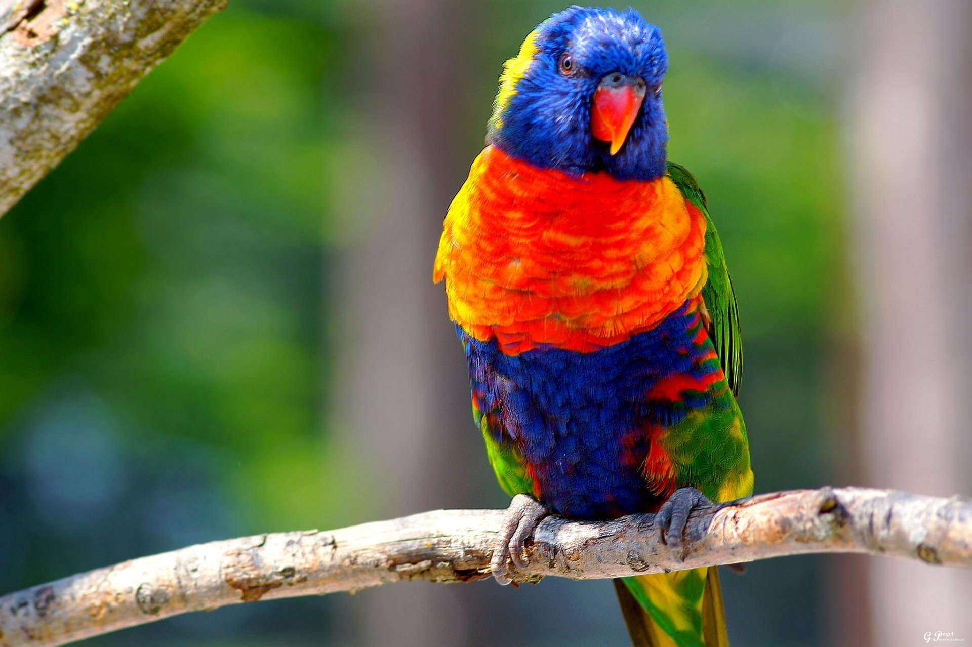 Birds Colorful Parrot Rainbow