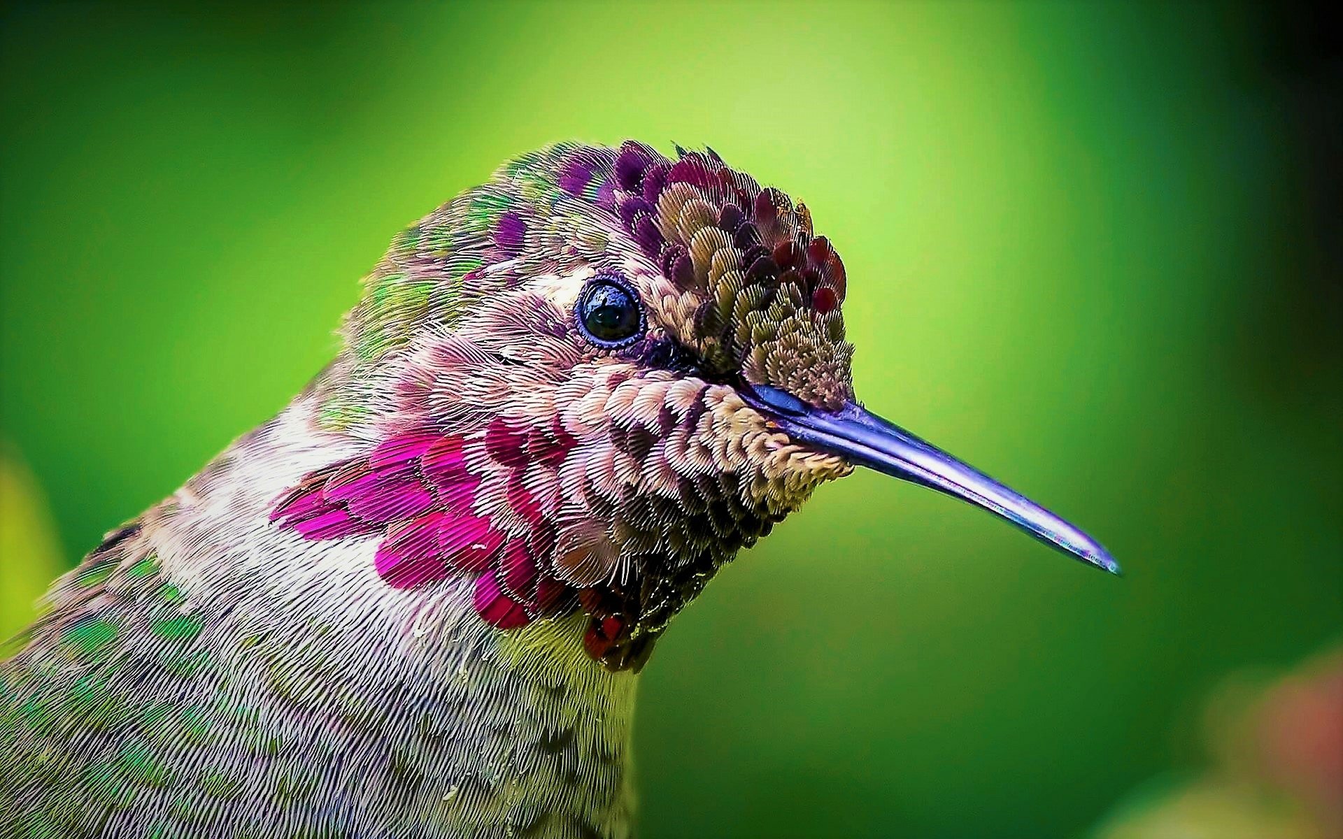 Download Close-up Bird Animal Hummingbird HD Wallpaper