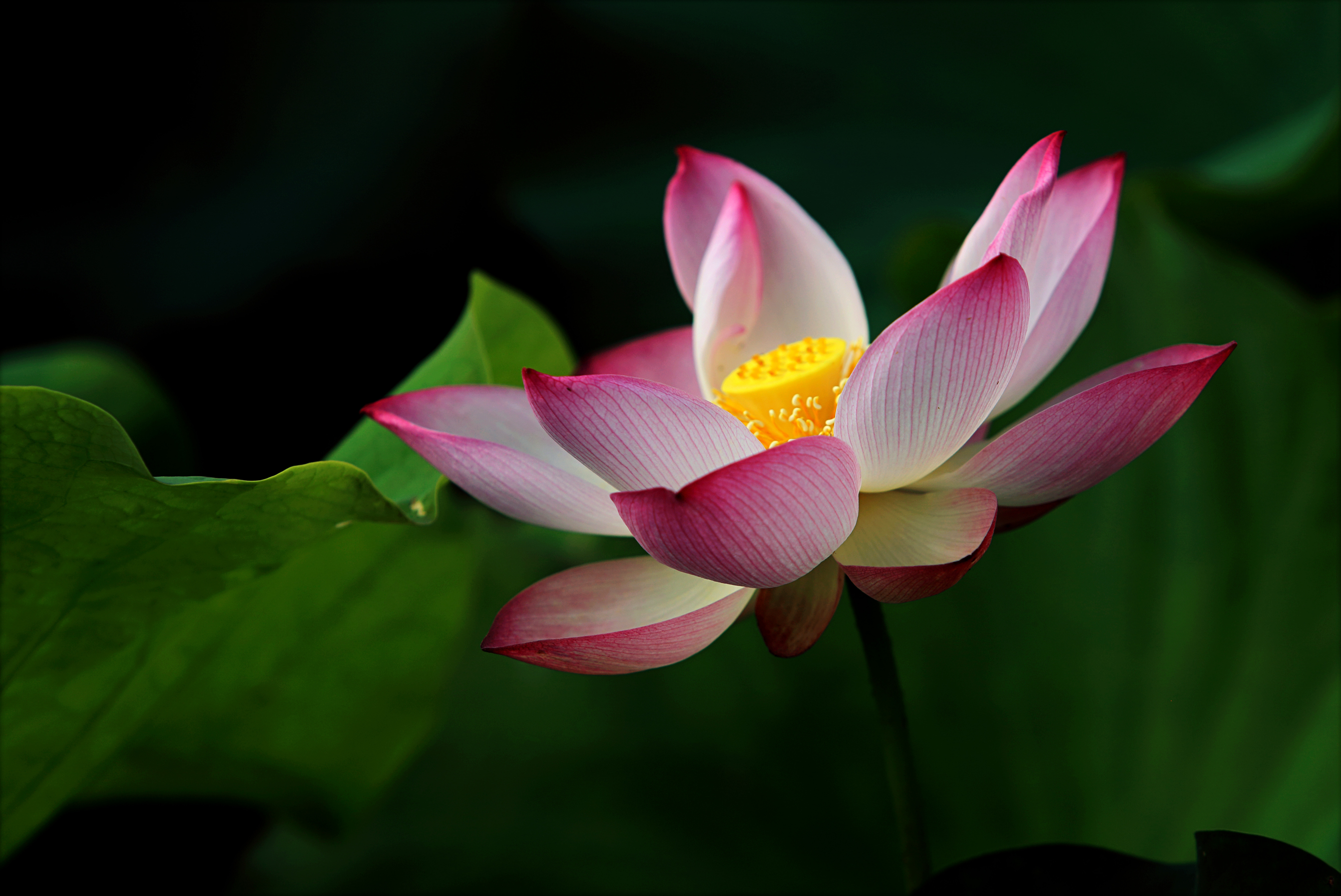 Lotus Wallpapers Download