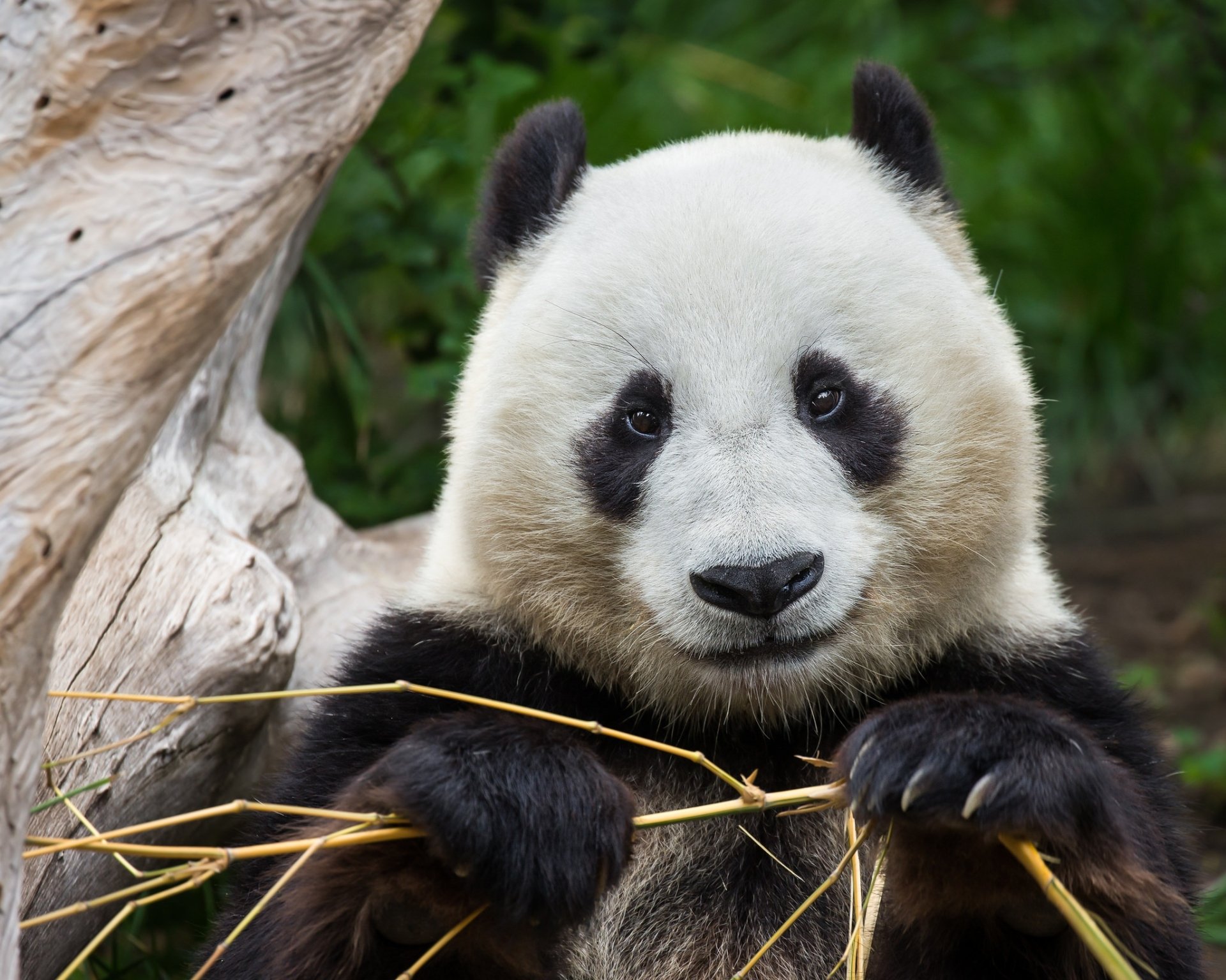 Wallpapers Animal Panda