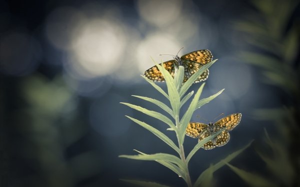 Insect 4k Ultra HD Wallpaper | Background Image | 4500x3000 | ID:431258 ...