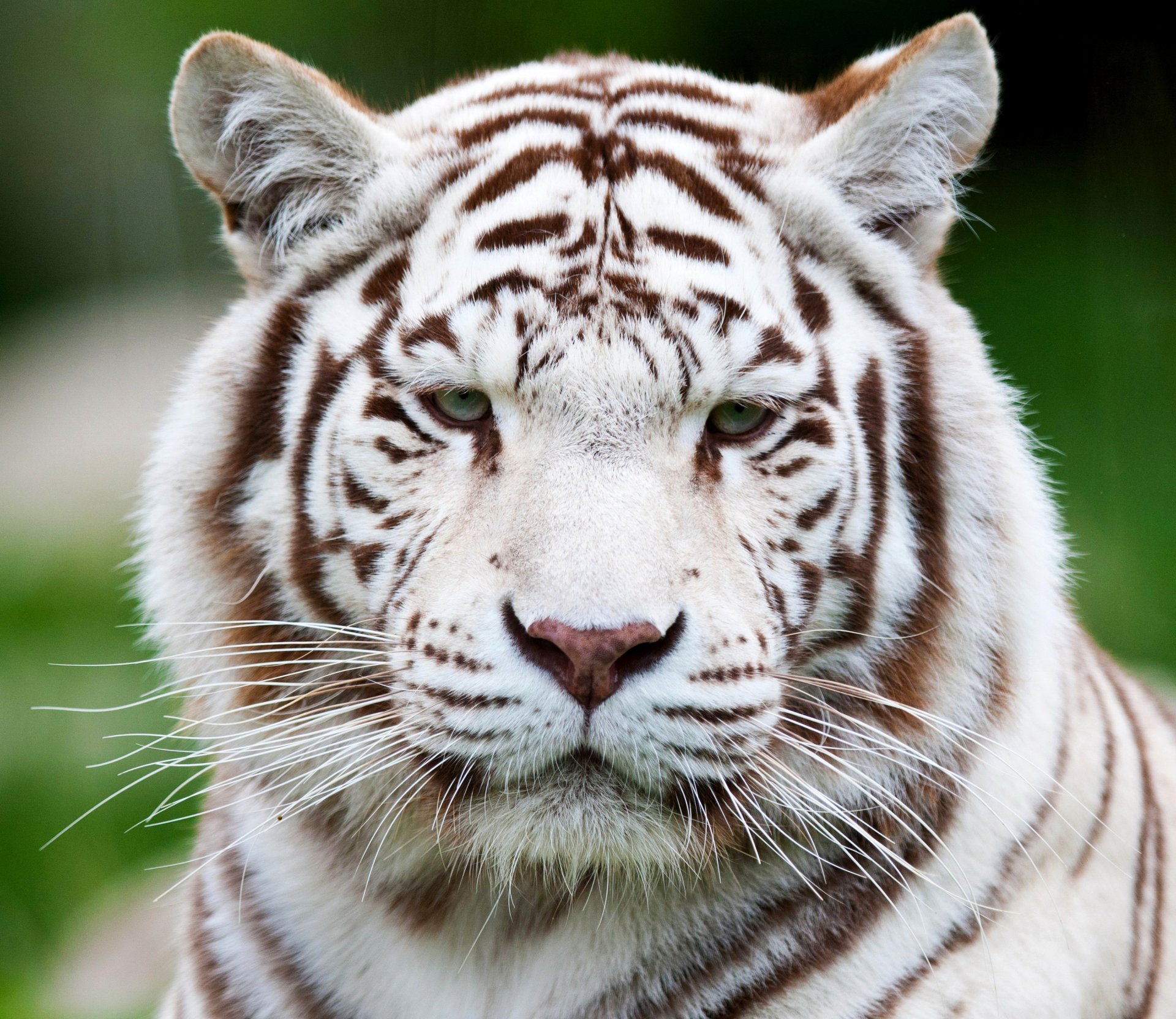 Animal White Tiger HD Wallpaper