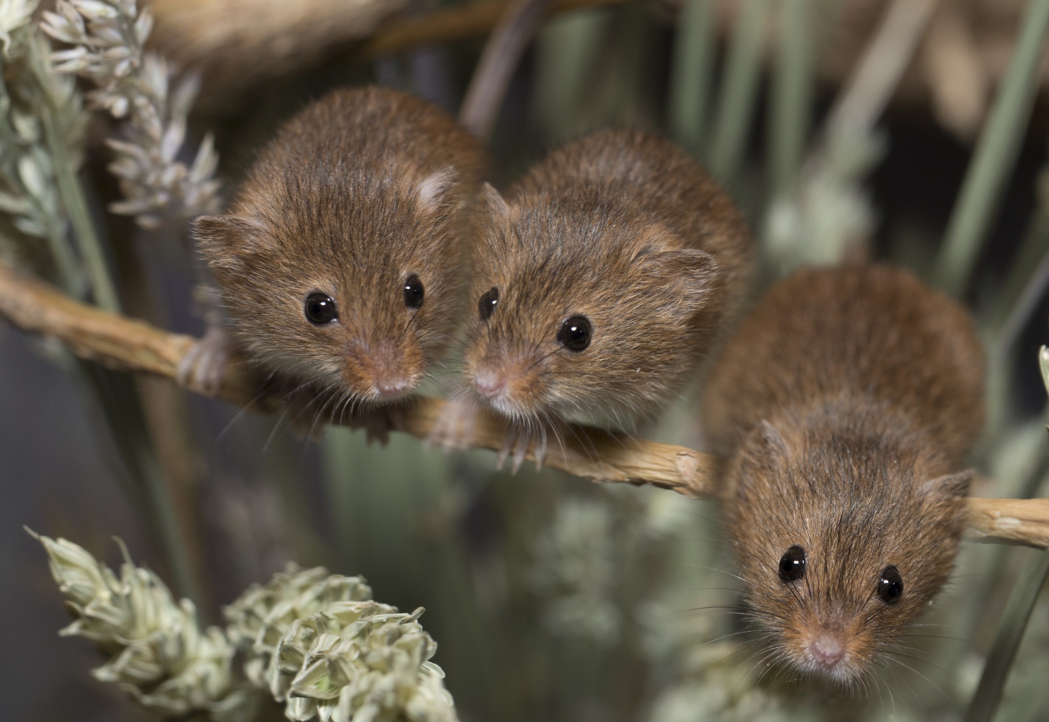 Download Rodent Animal Mouse HD Wallpaper