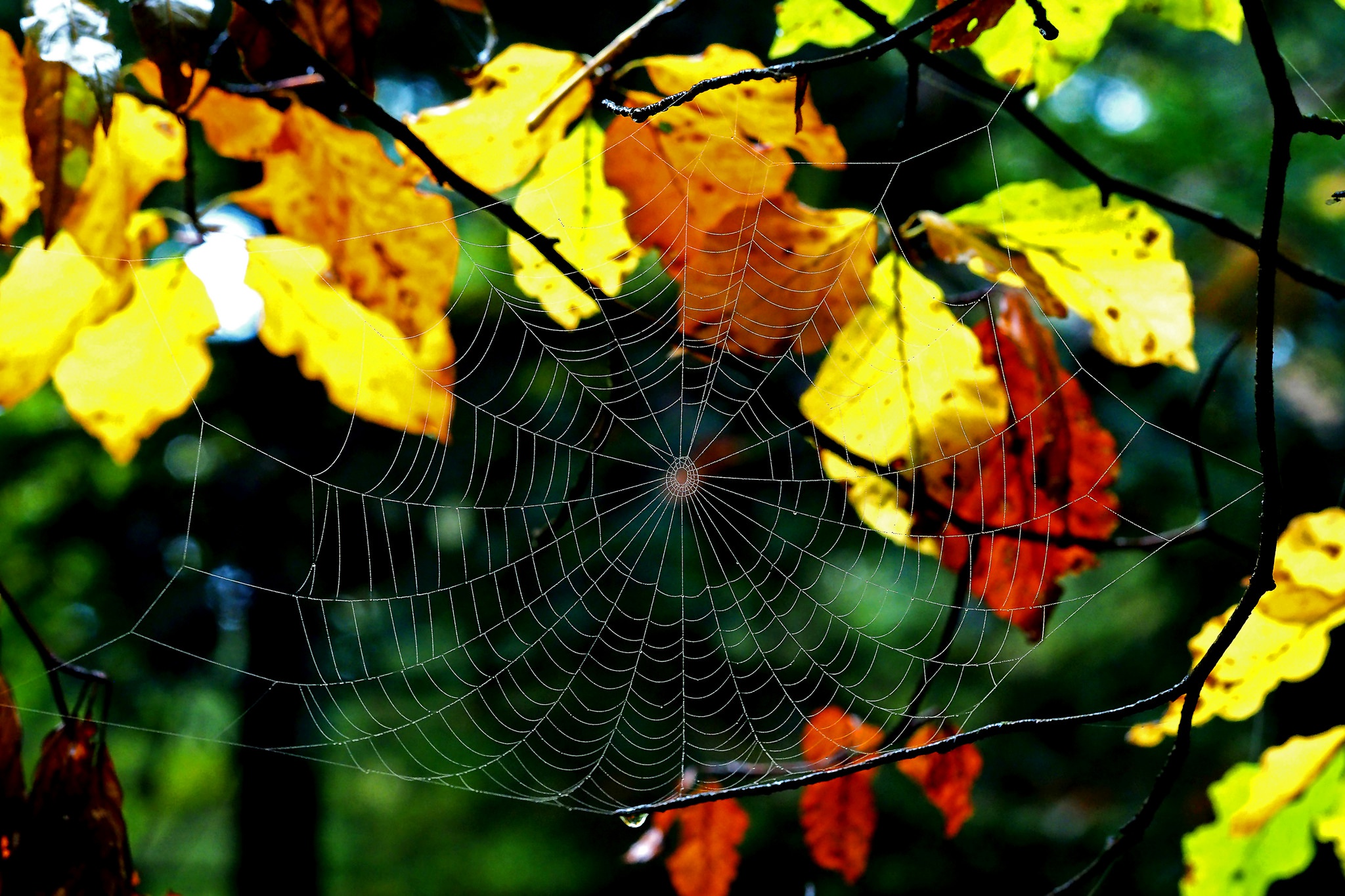 Download Close-up Leaf Photography Spider Web HD Wallpaper