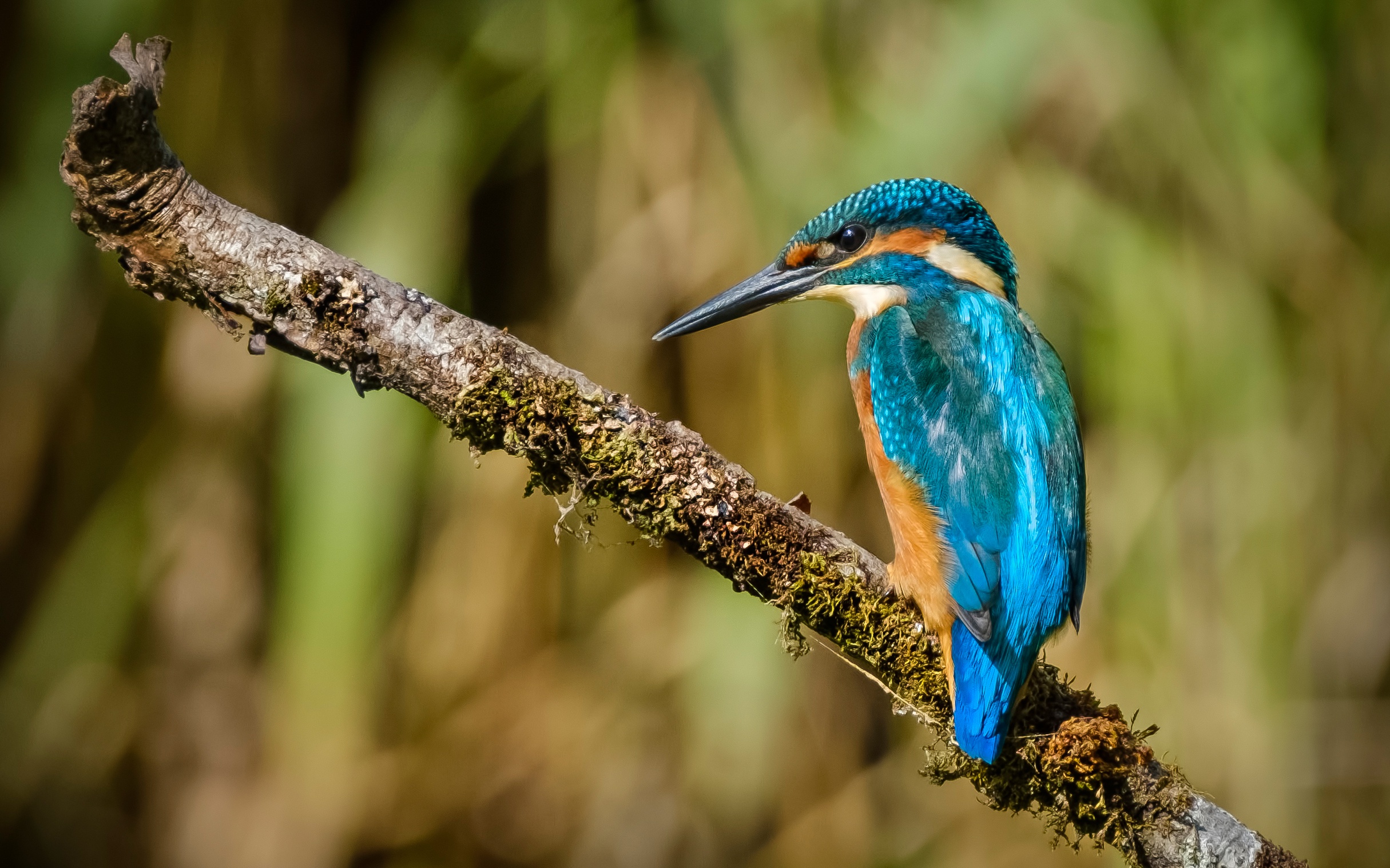 Common (Eurasian) (Small Blue) Kingfisher - alcedo atthis