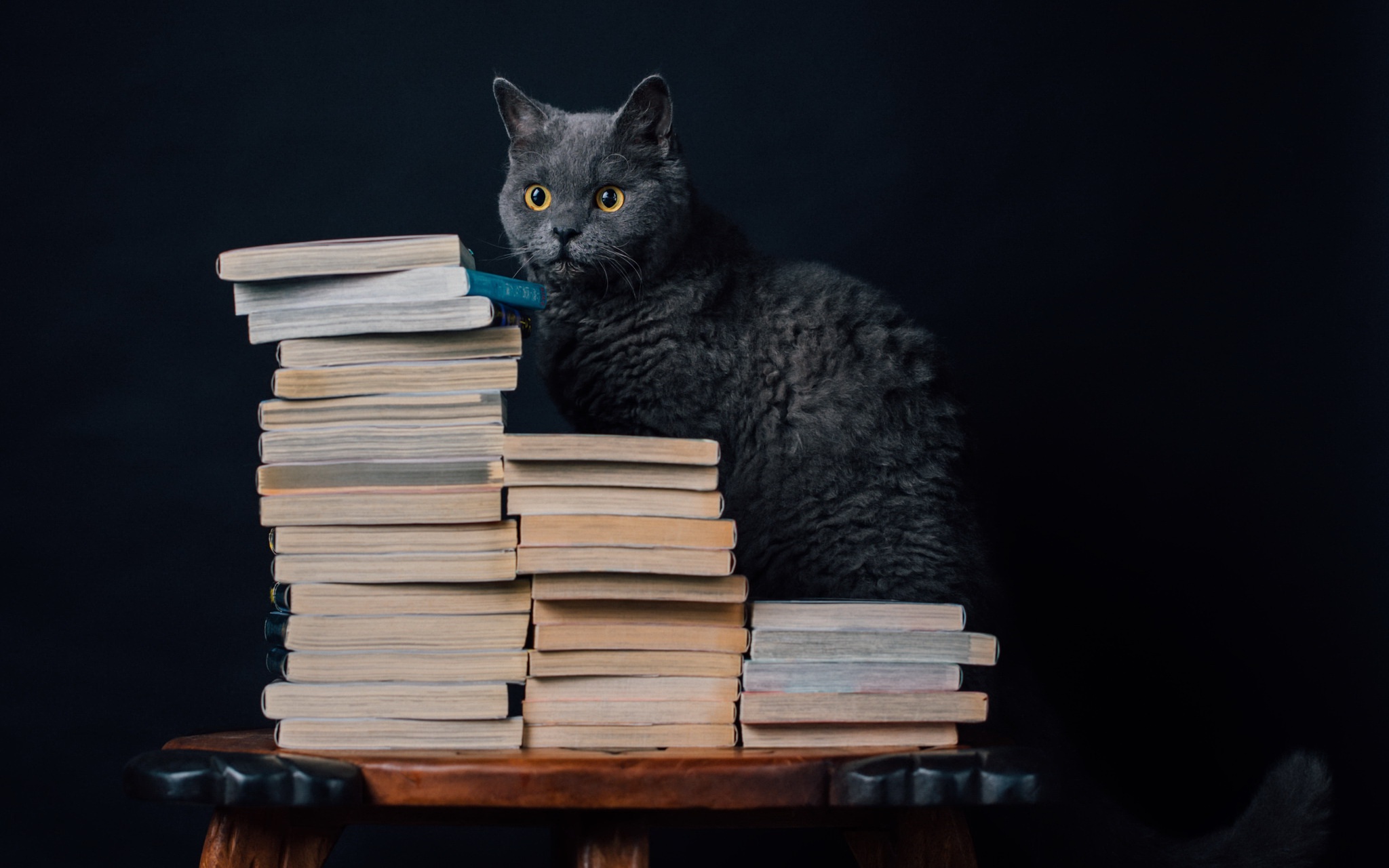 Cat Pet Ipad Wallpapers