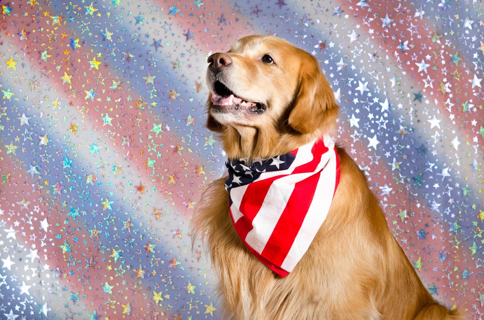 Starlit Golden Retriever — 4K Ultra HD Wallpaper | 4375x2898 ...