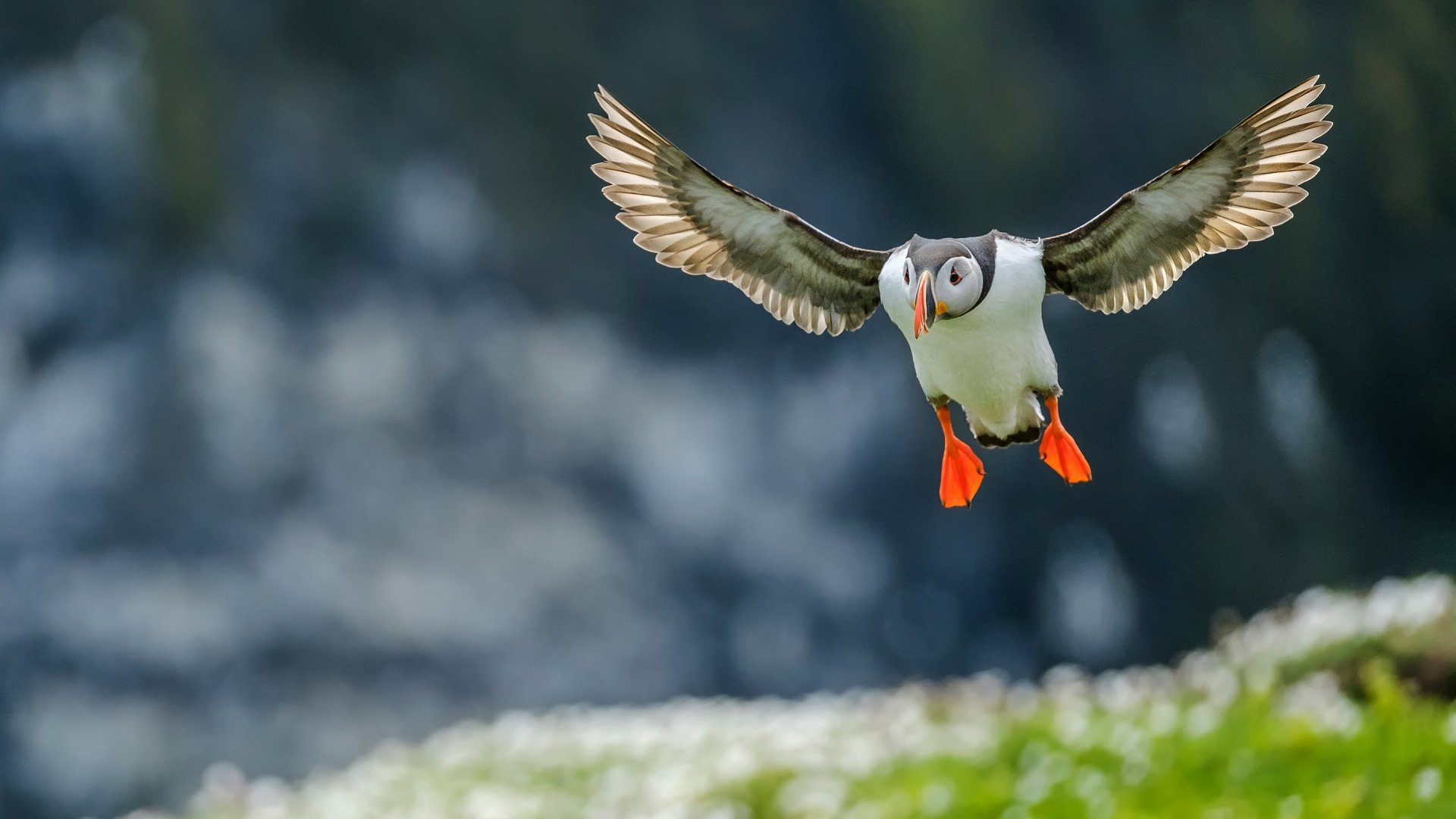Puffin HD Wallpaper