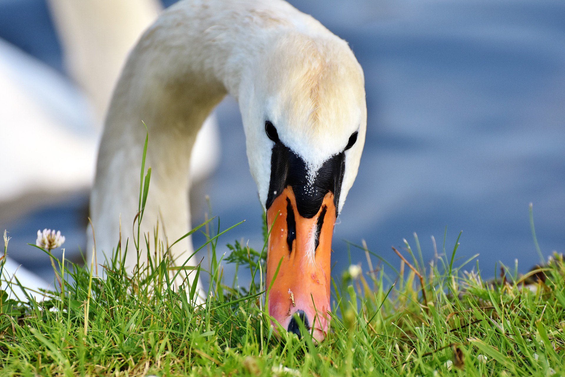 Download Bird Swan Animal Mute Swan HD Wallpaper